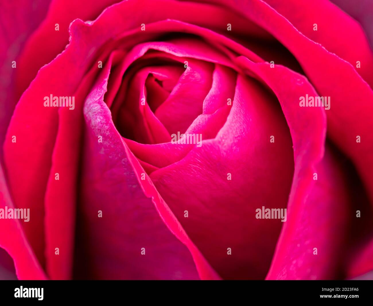 Opening red rose flower hi-res stock photography and images - Alamy