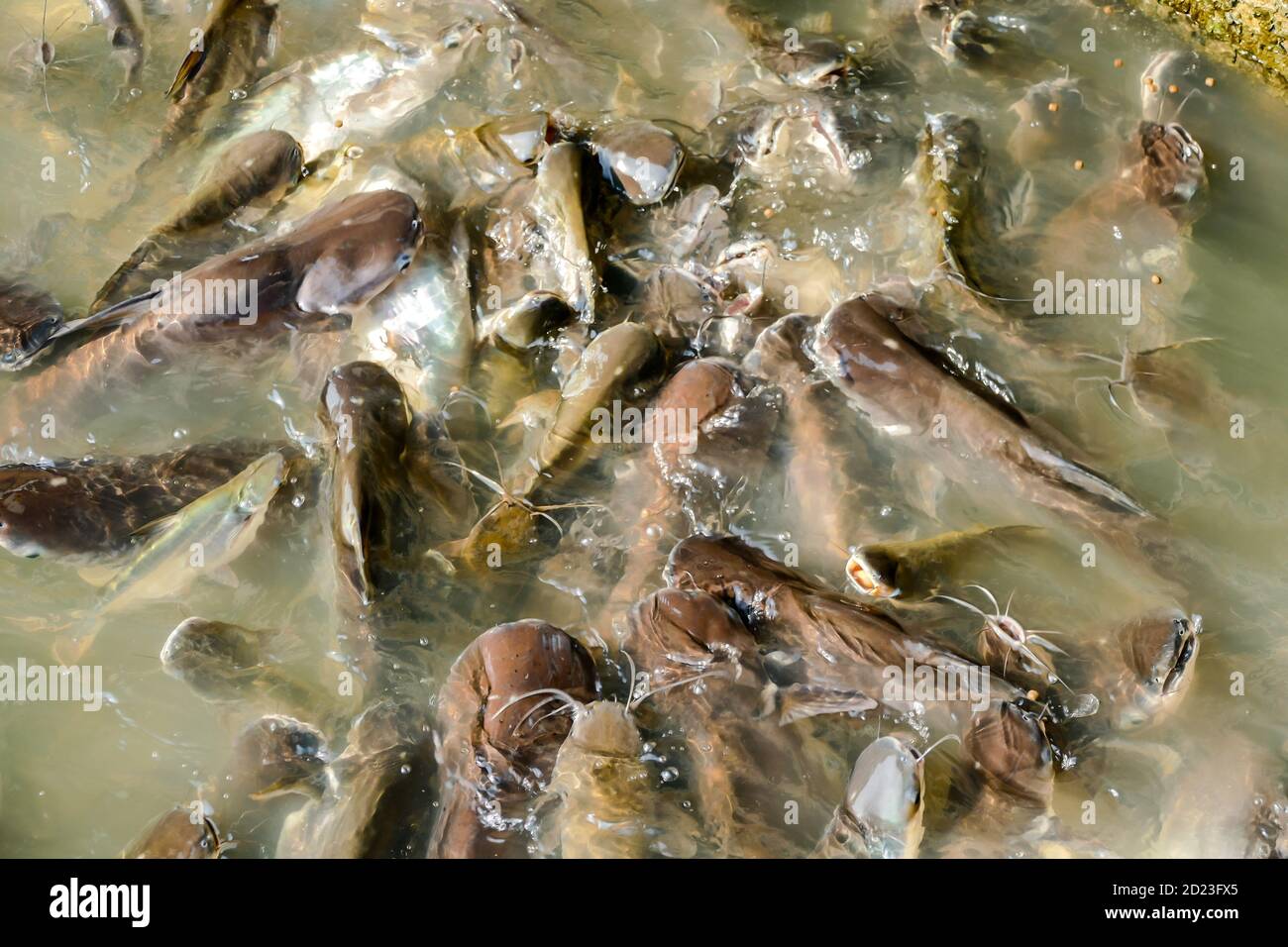 Bangkok thailand catfish in hi-res stock photography and images - Alamy