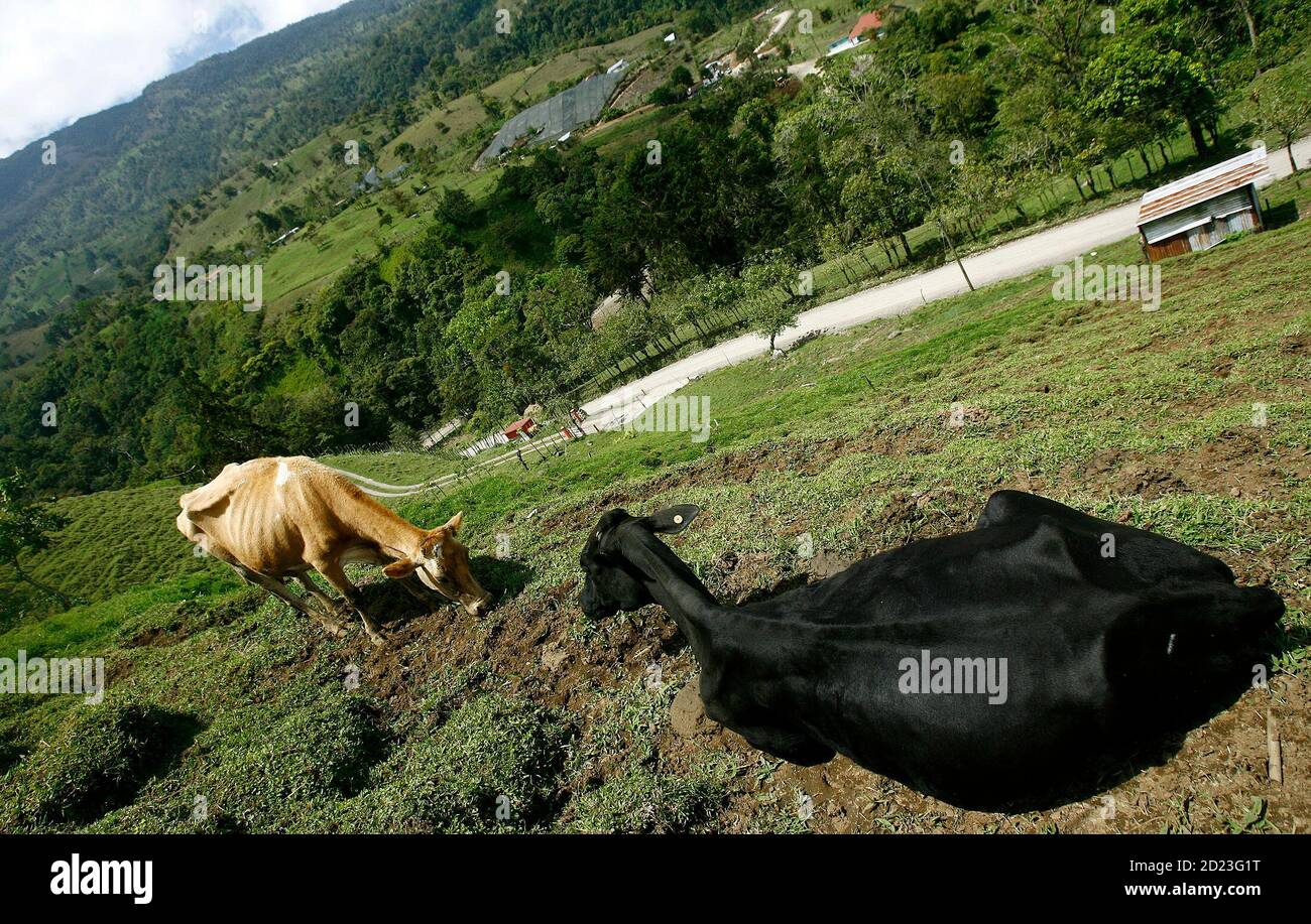 Santa cruz cattle hi-res stock photography and images - Alamy