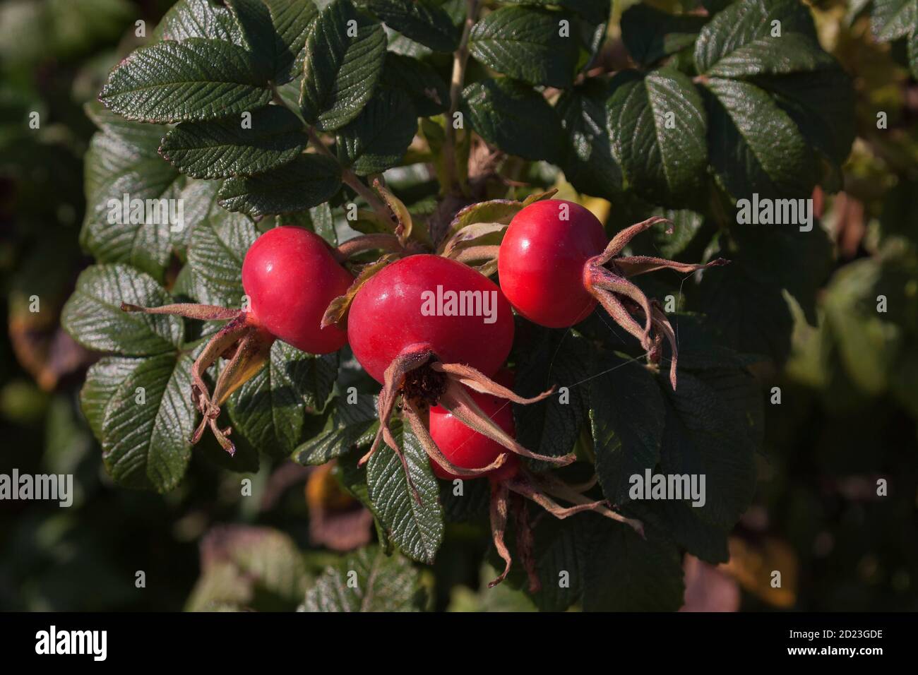 Gout Rose High Resolution Stock Photography and Images - Alamy