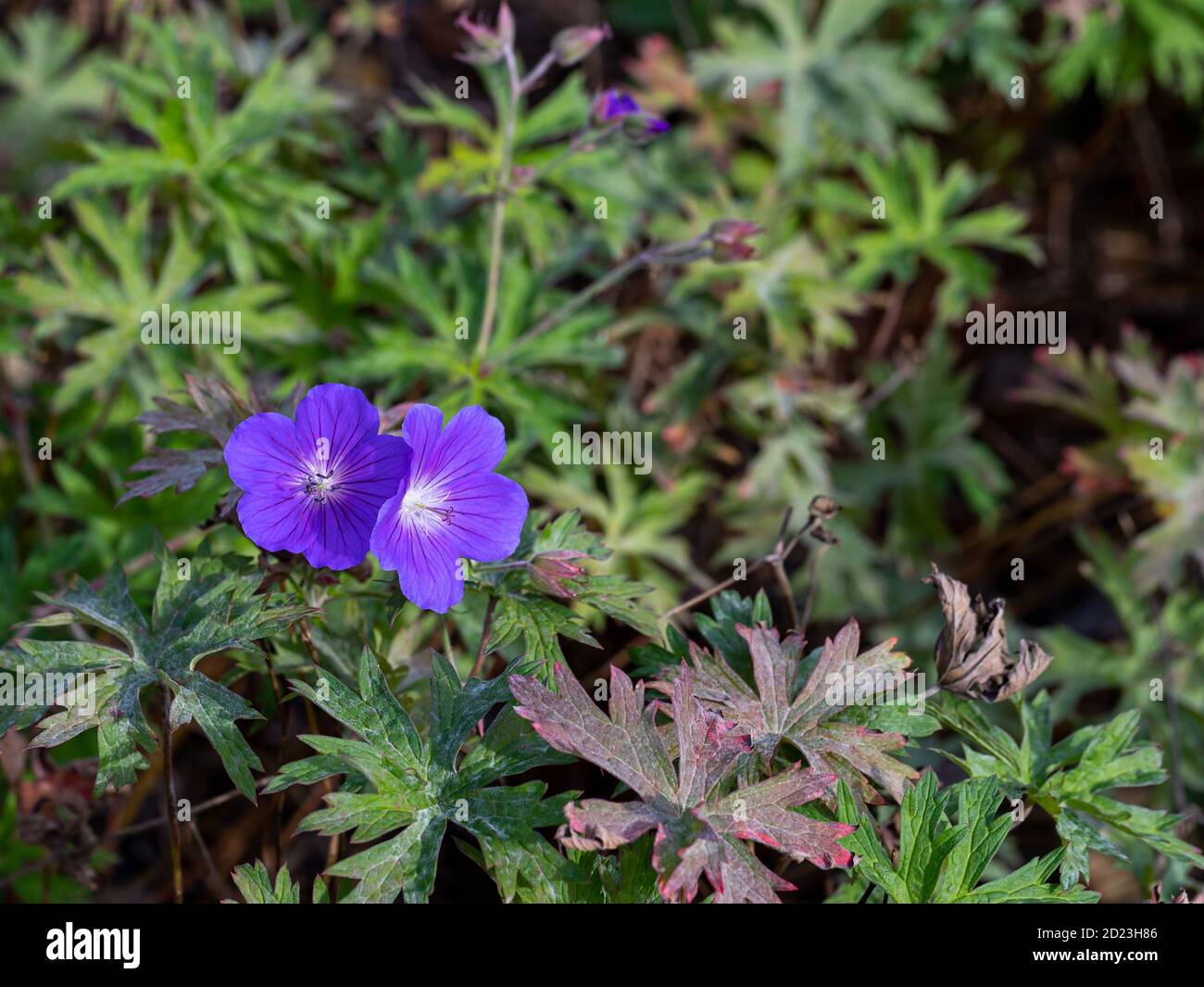 Delicate blue flowers of garden perennial geranium close-up. Photo for ...