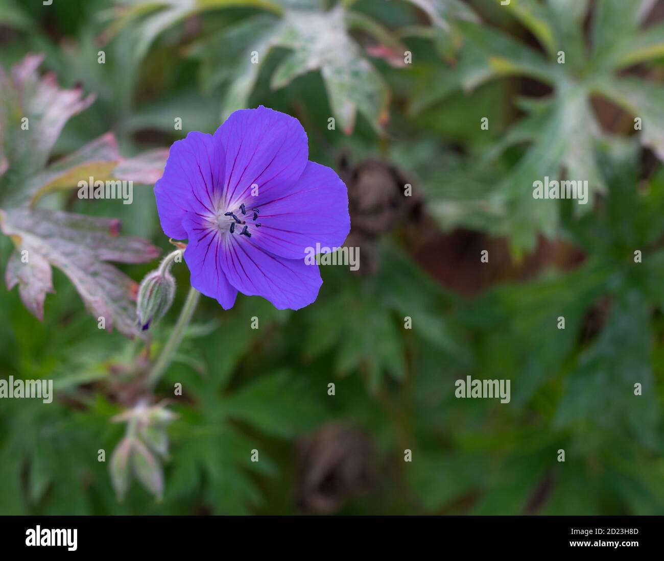 Delicate blue flowers of garden perennial geranium close-up. Photo for ...