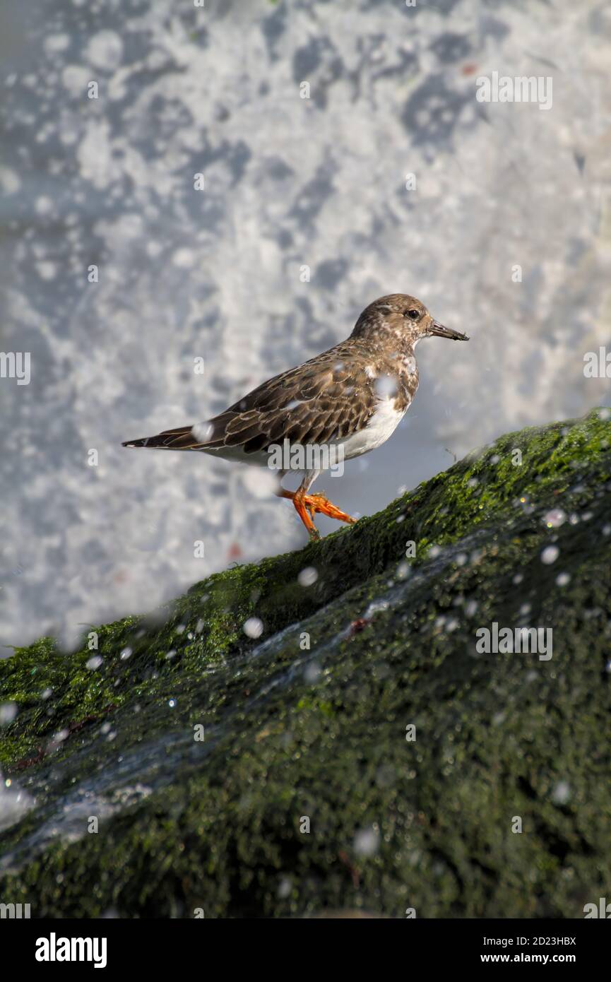 Turnstone bird uk hi-res stock photography and images - Alamy