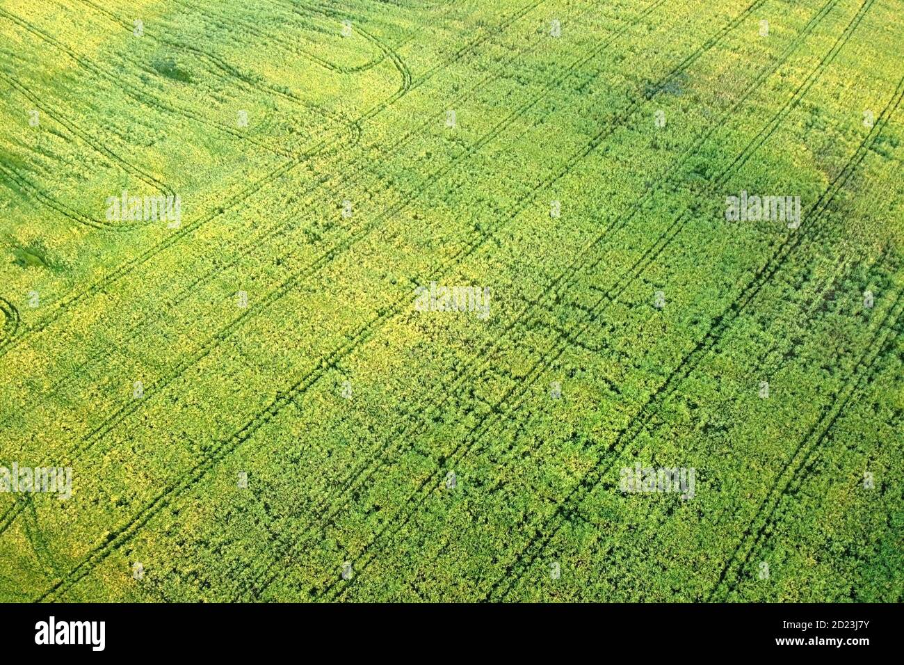 Aerial view - green grass texture background. Top view from drone Stock ...