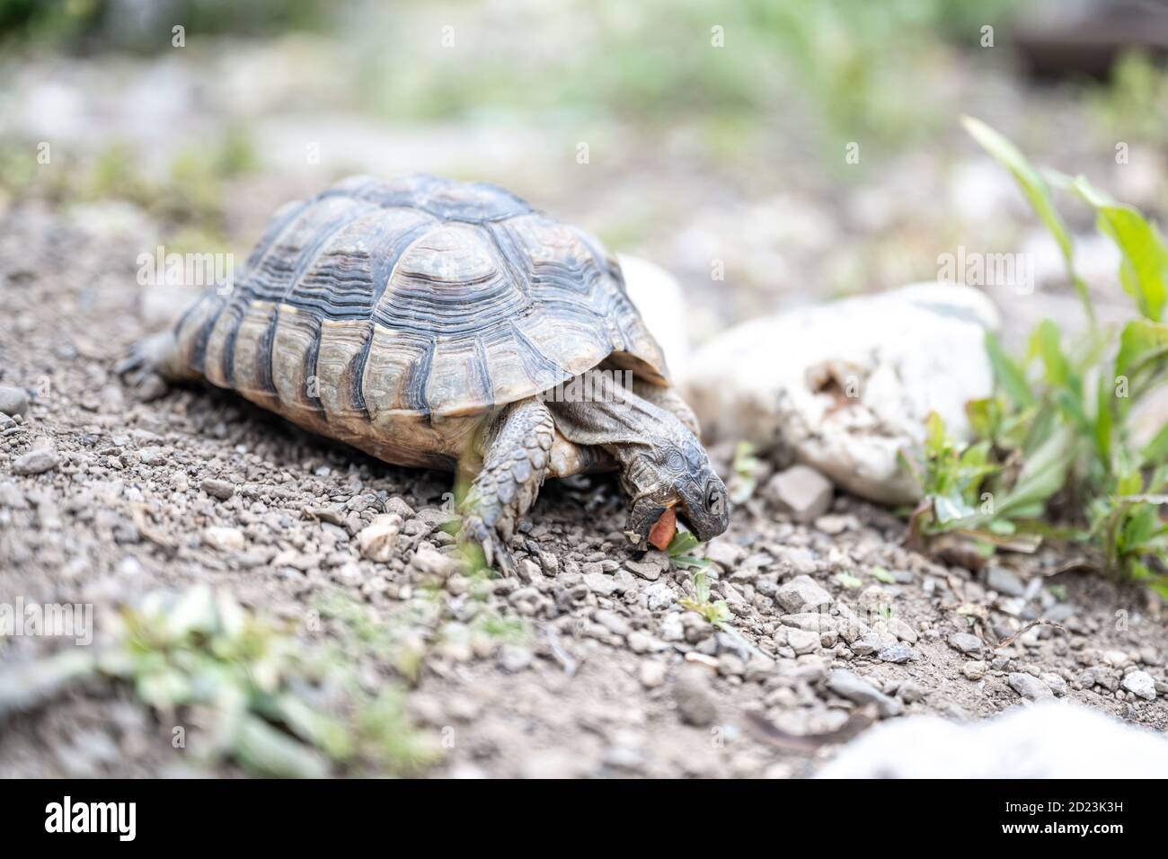 Turtle Testudo Marginata european landturtle closeup wildlife free ...