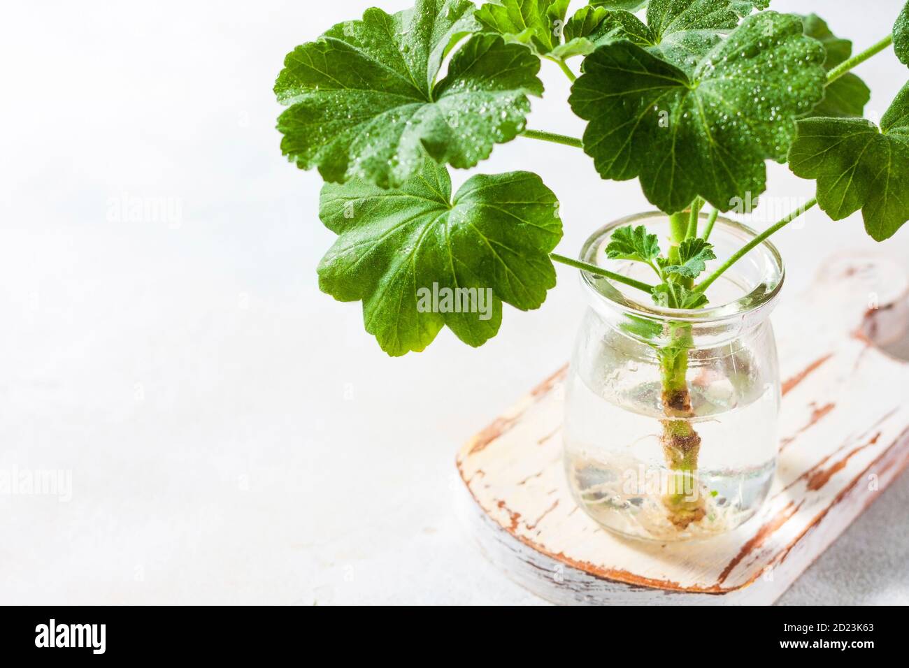 Planting new plants. Cuttings and shoots of geranium and pelargonium ...