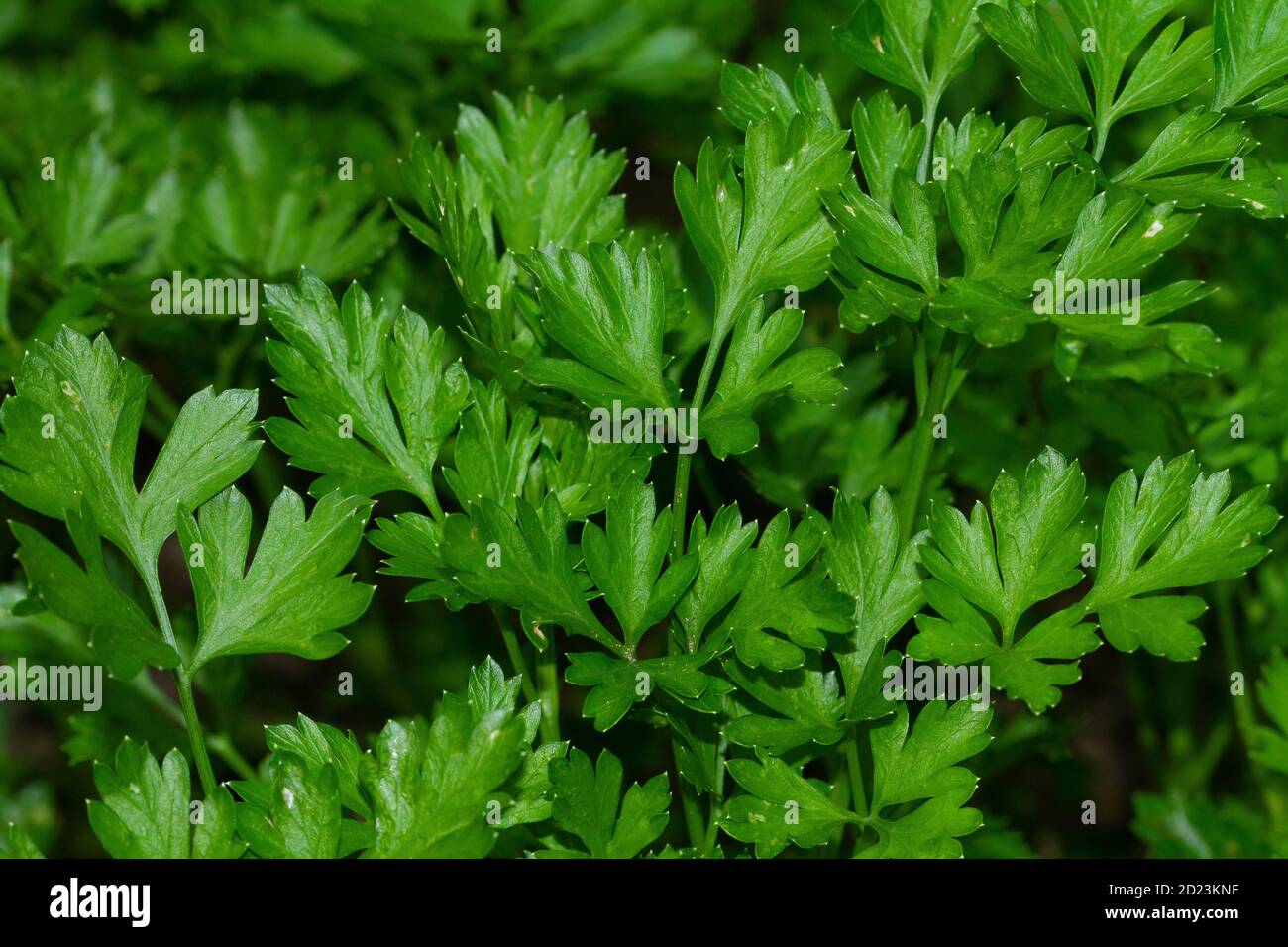 Closeup shot of parsley aromatic plants in Botanical Garden of Montjuic ...