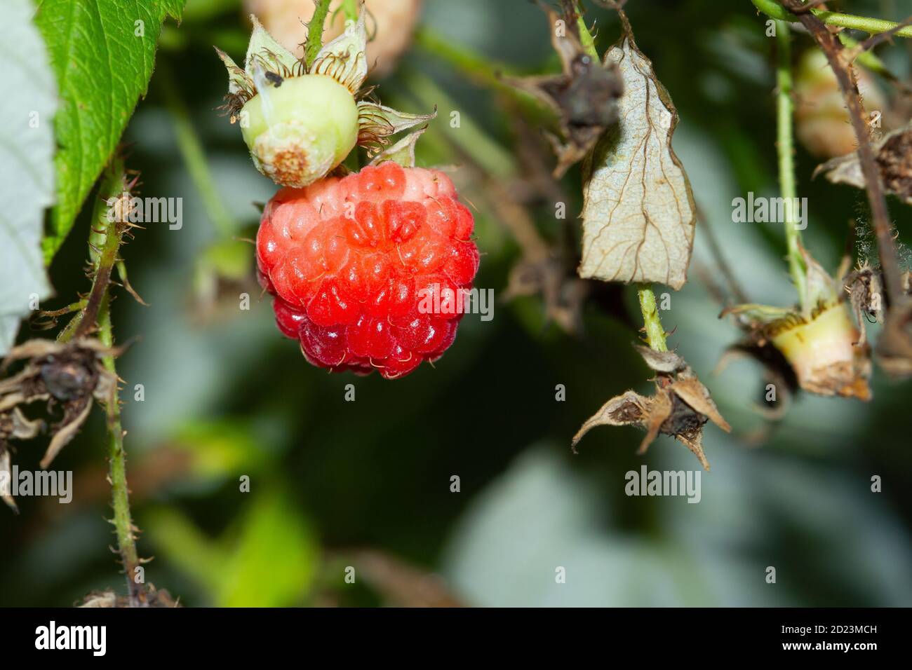 Closeup shot of growing Rubus idaeus red fruit Stock Photo - Alamy