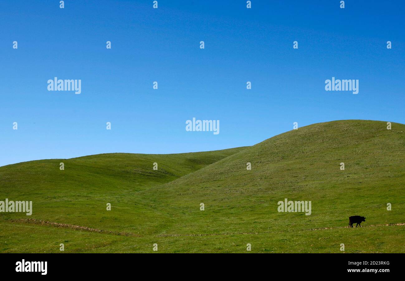 Cow roams hi-res stock photography and images - Alamy