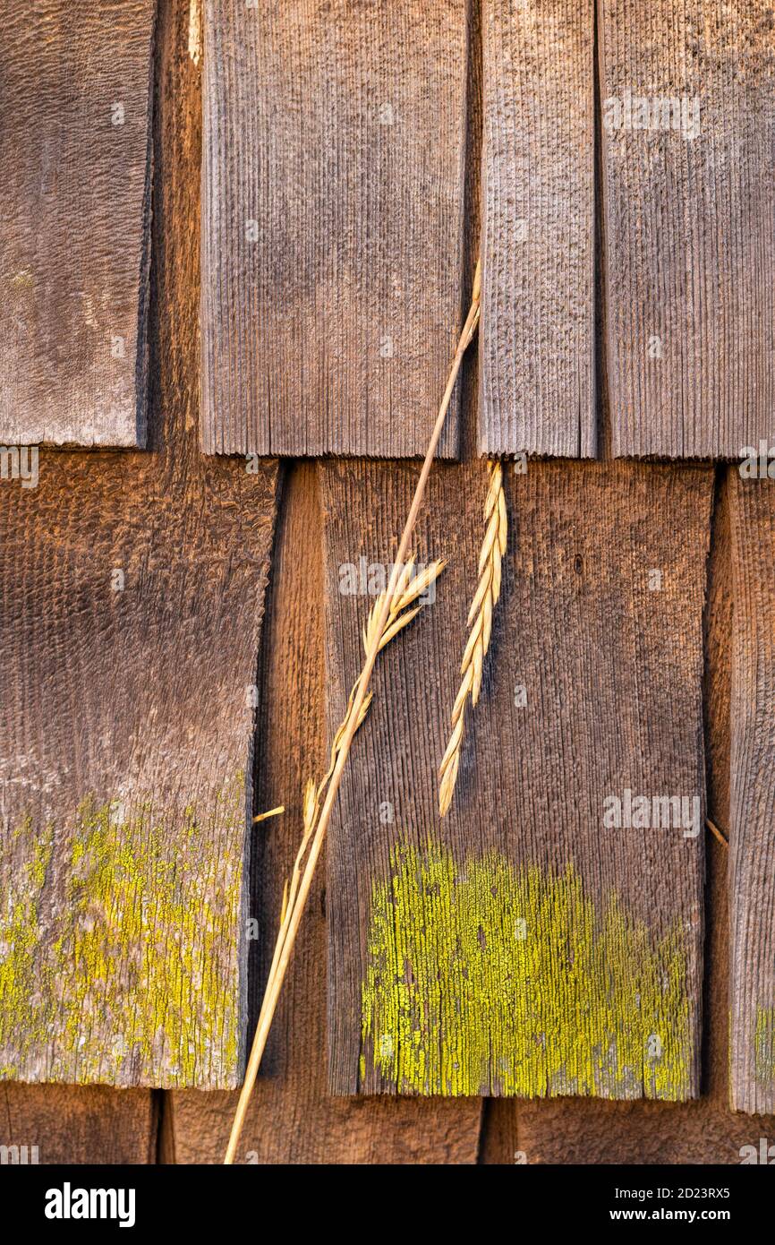 Blade of wild wheat growing against old cedar shack building Stock ...