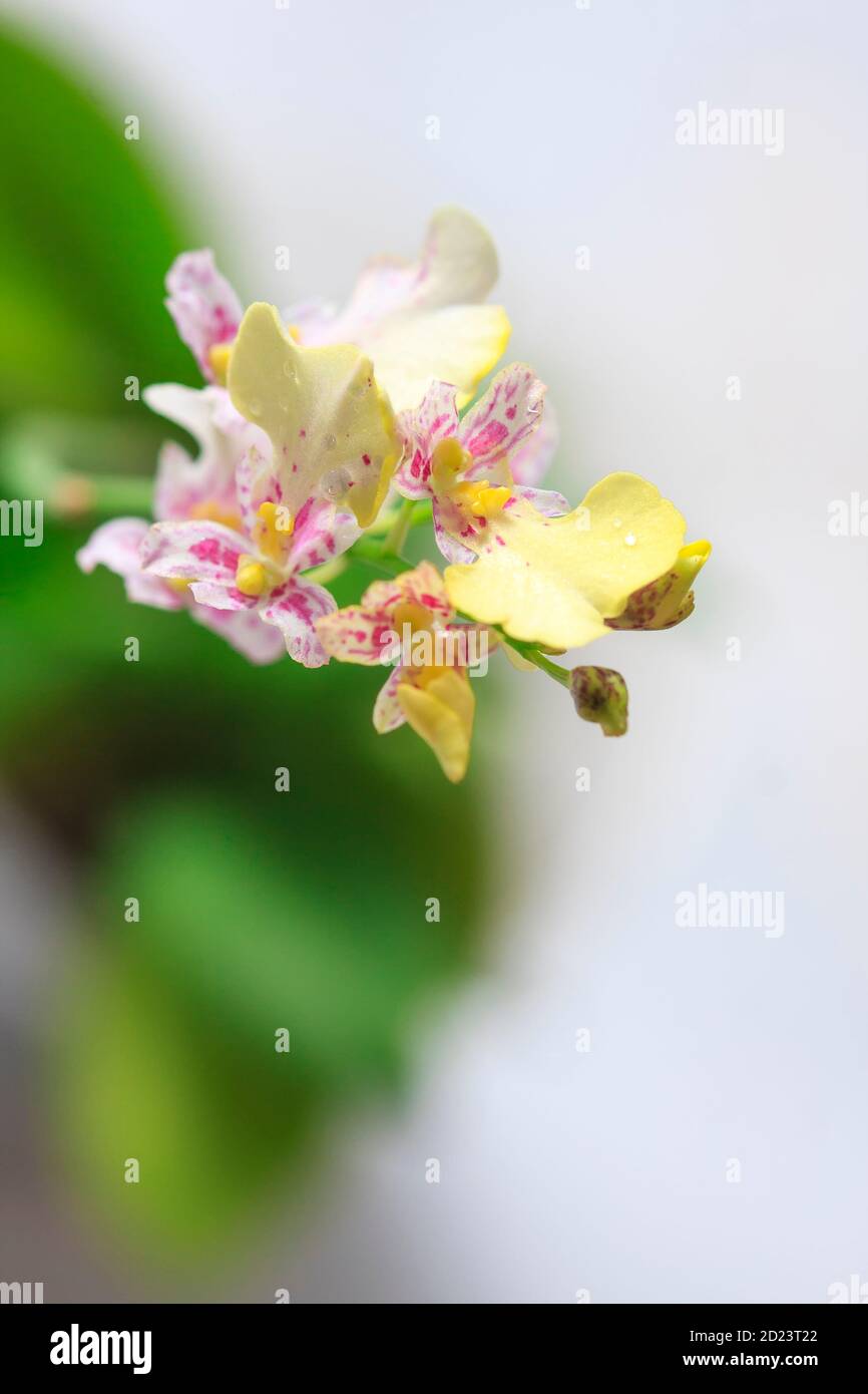 Beautiful closeup of an orchid White Oncidium Twinkle mini orchid Stock ...