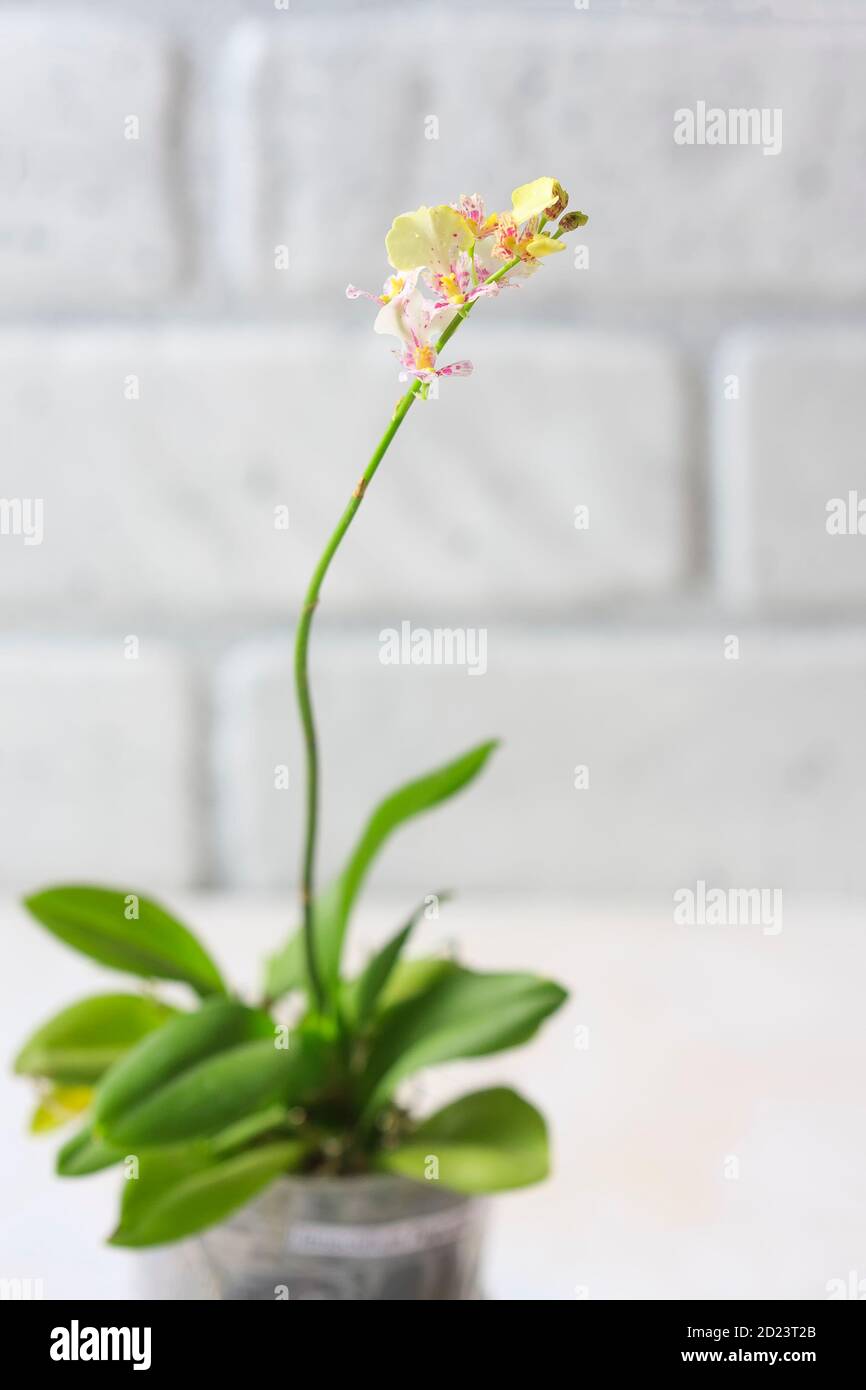 Beautiful closeup of an orchid White Oncidium Twinkle mini orchid Stock ...
