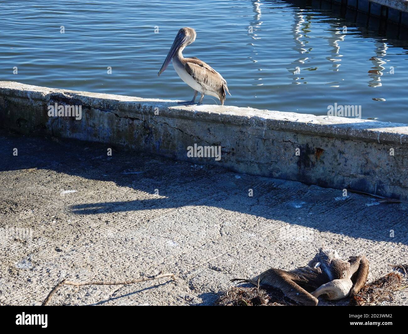 Dead pelican hi-res stock photography and images - Alamy