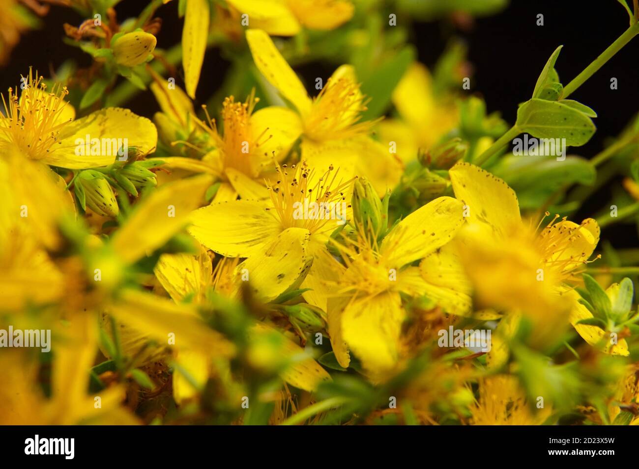 Common saint Johns wort or hypericum perforatum plant flowerss in ...