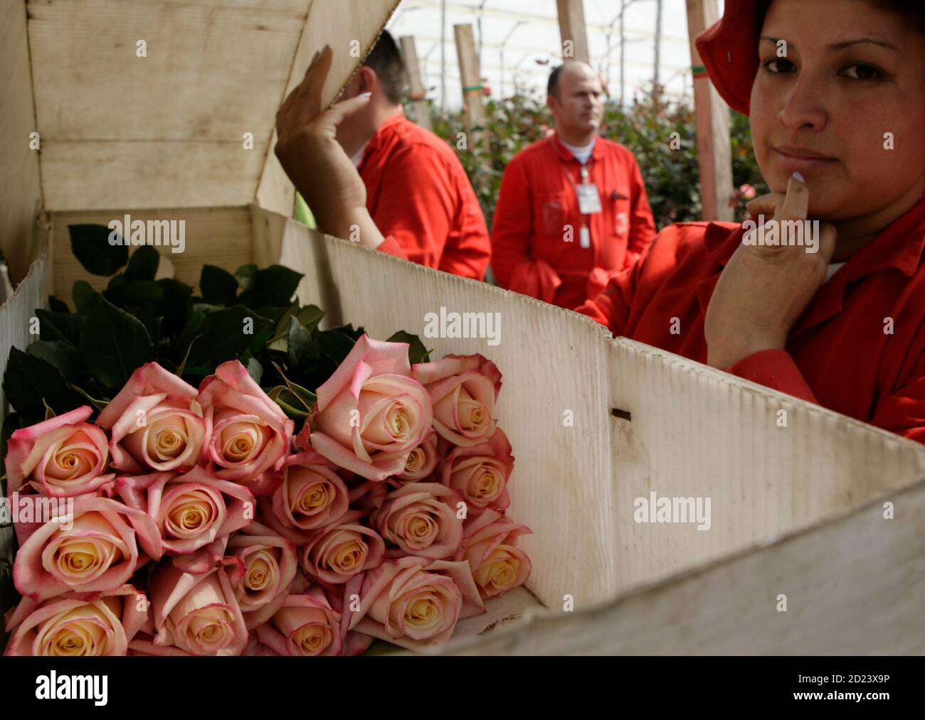 Rose farm colombia hi-res stock photography and images - Alamy