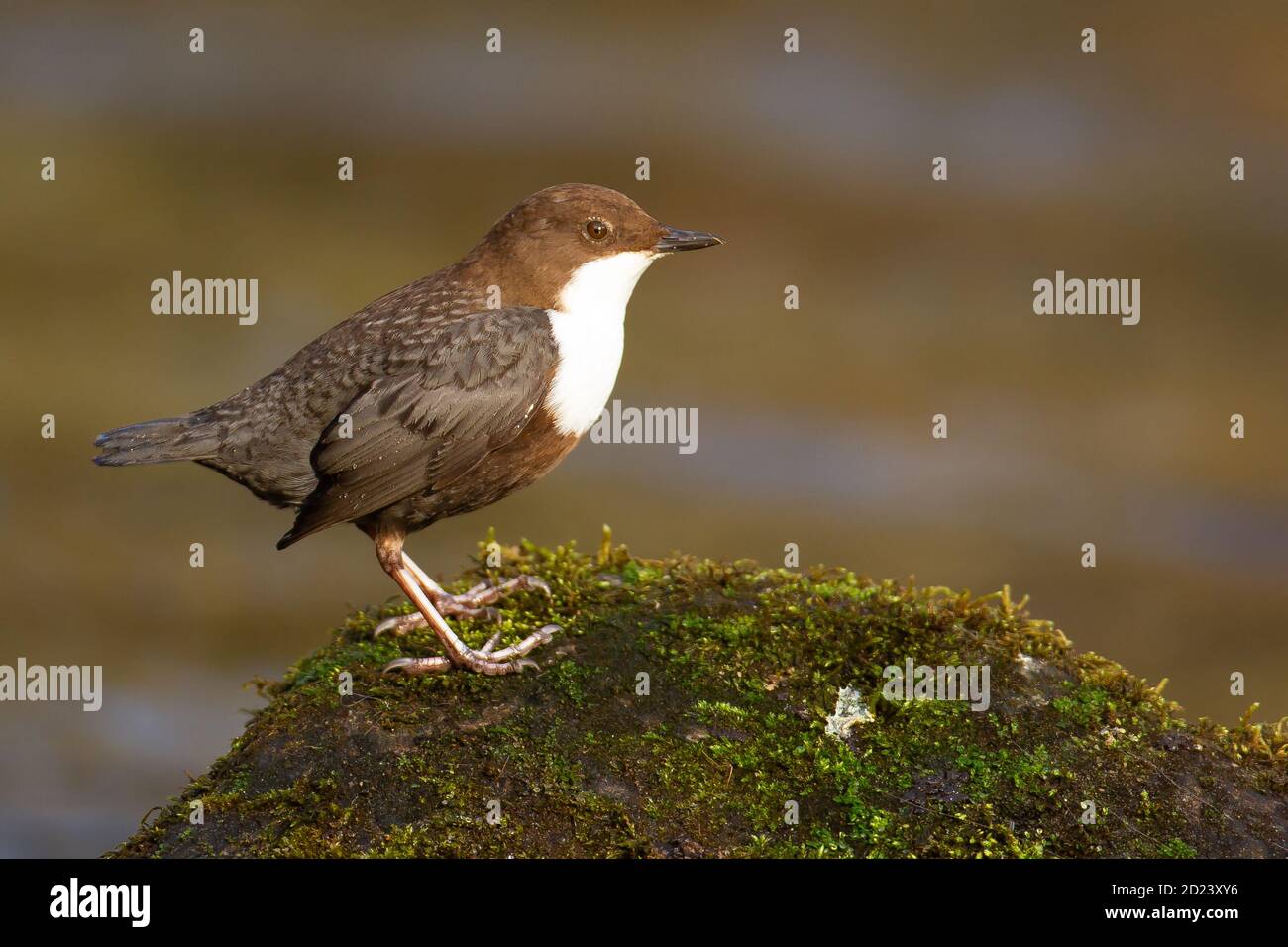 Closeup shot dipper bird hi-res stock photography and images - Alamy