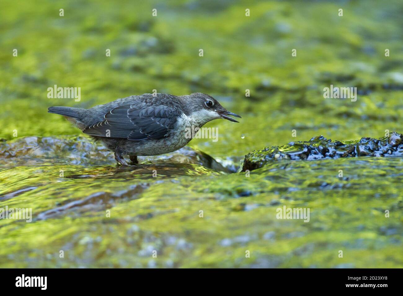 Closeup shot of a dipper bird Stock Photo - Alamy