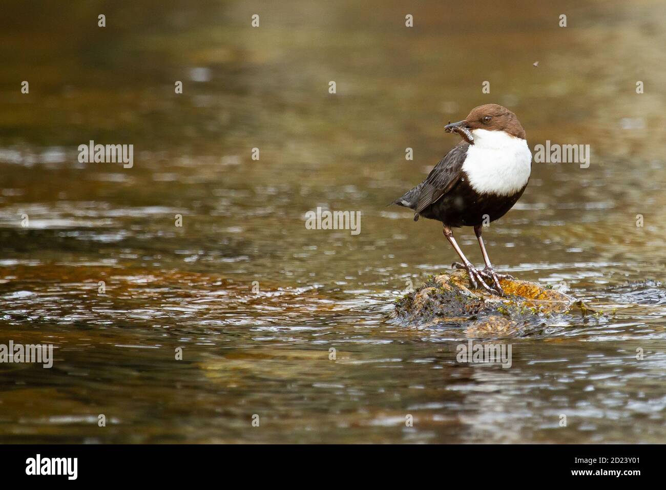 Animal bird birds creature hi-res stock photography and images - Alamy