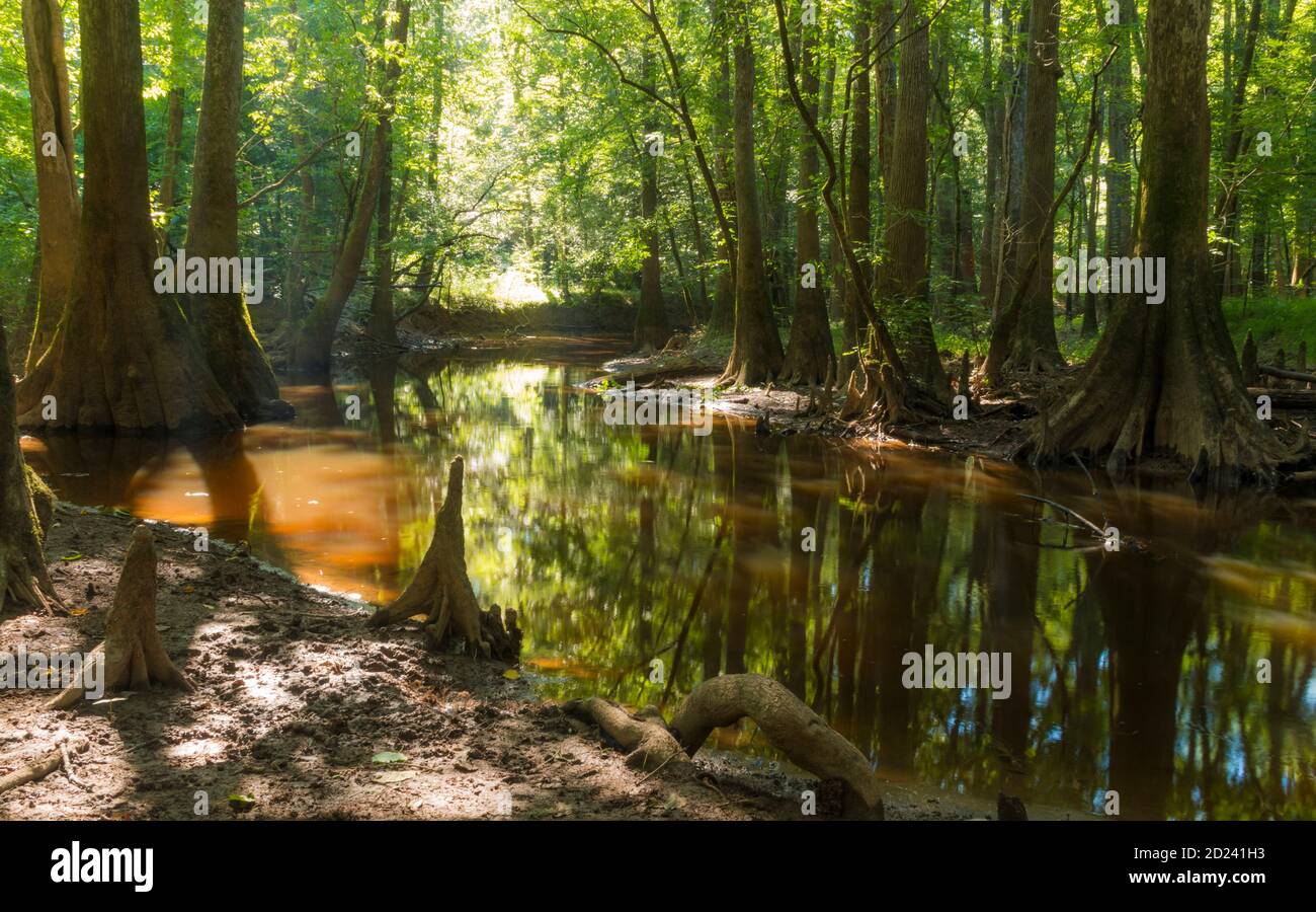 travel and landscape images in Congaree National park in South Carolina ...