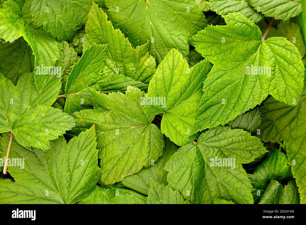 Currant leaves texture background top view. Green fresh currant berries ...
