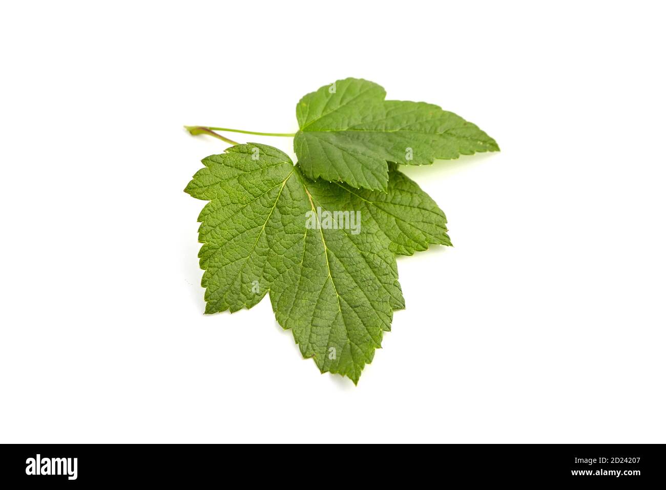 Green fresh currant leaves isolated on white background. Black currant ...