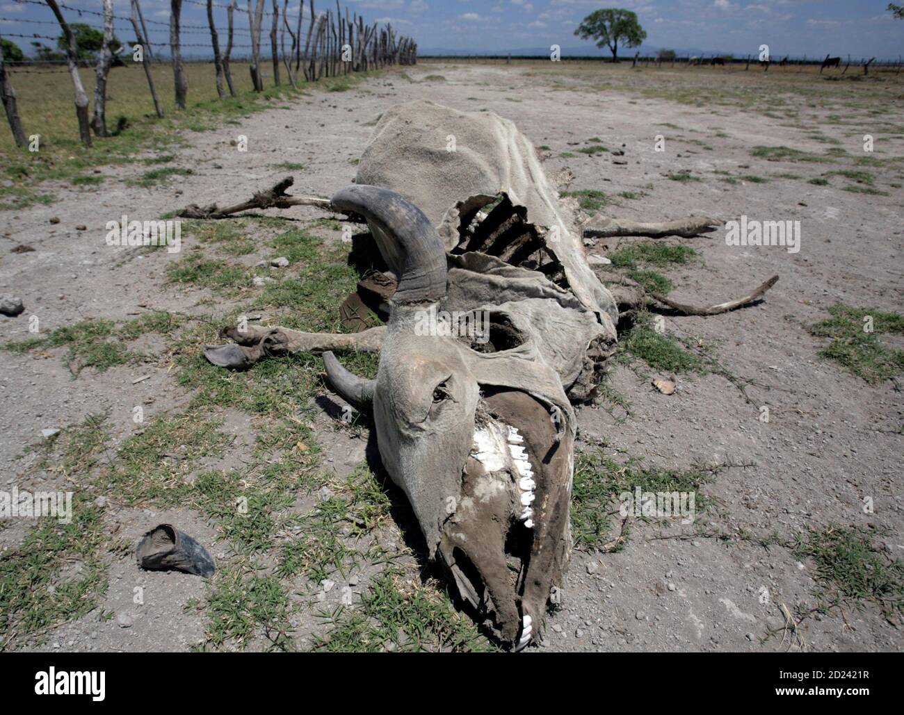 Carcass dead cow in drought High Resolution Stock Photography and ...