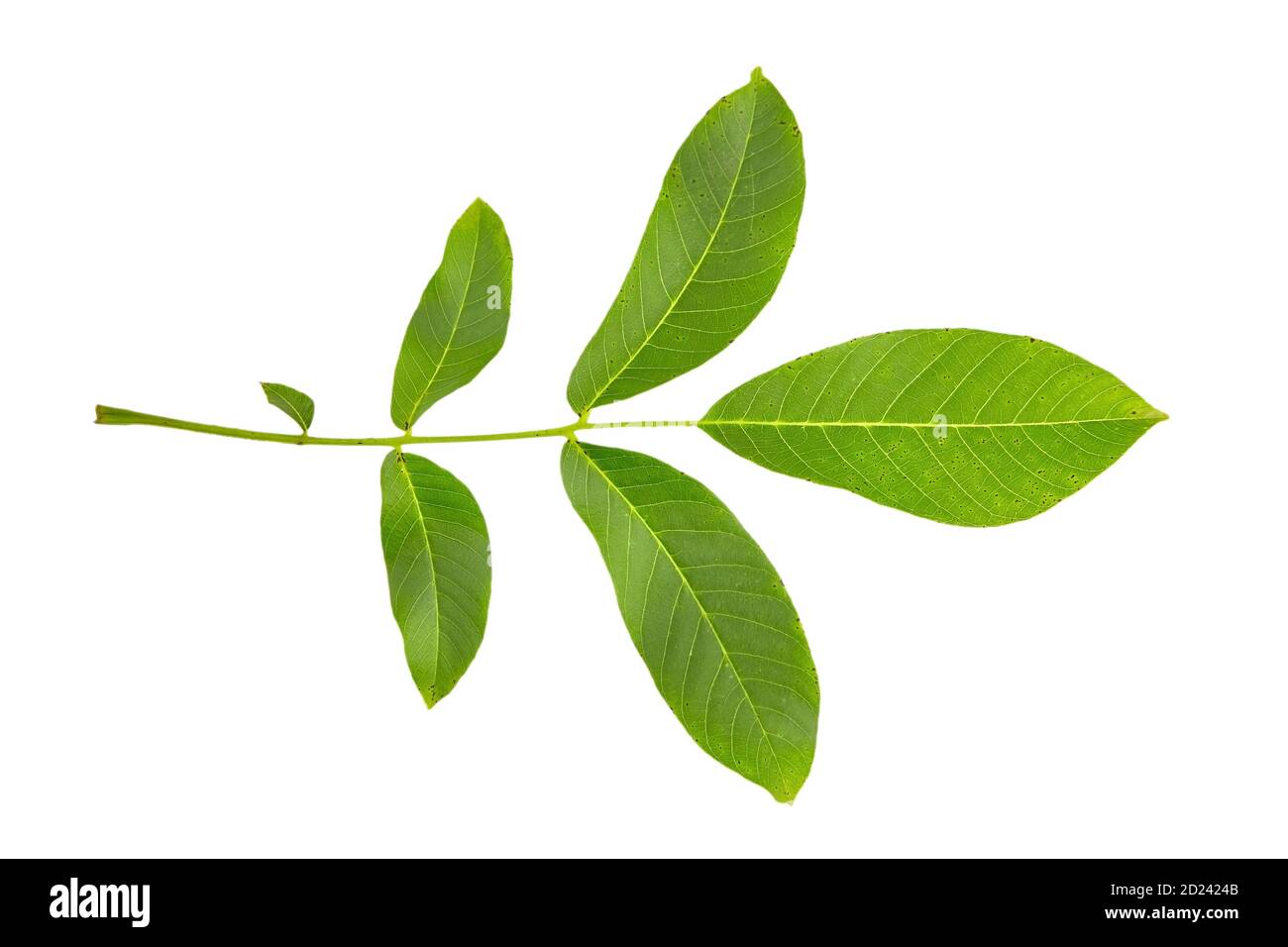 Walnut tree green leaf isolated on white background, top view Stock ...