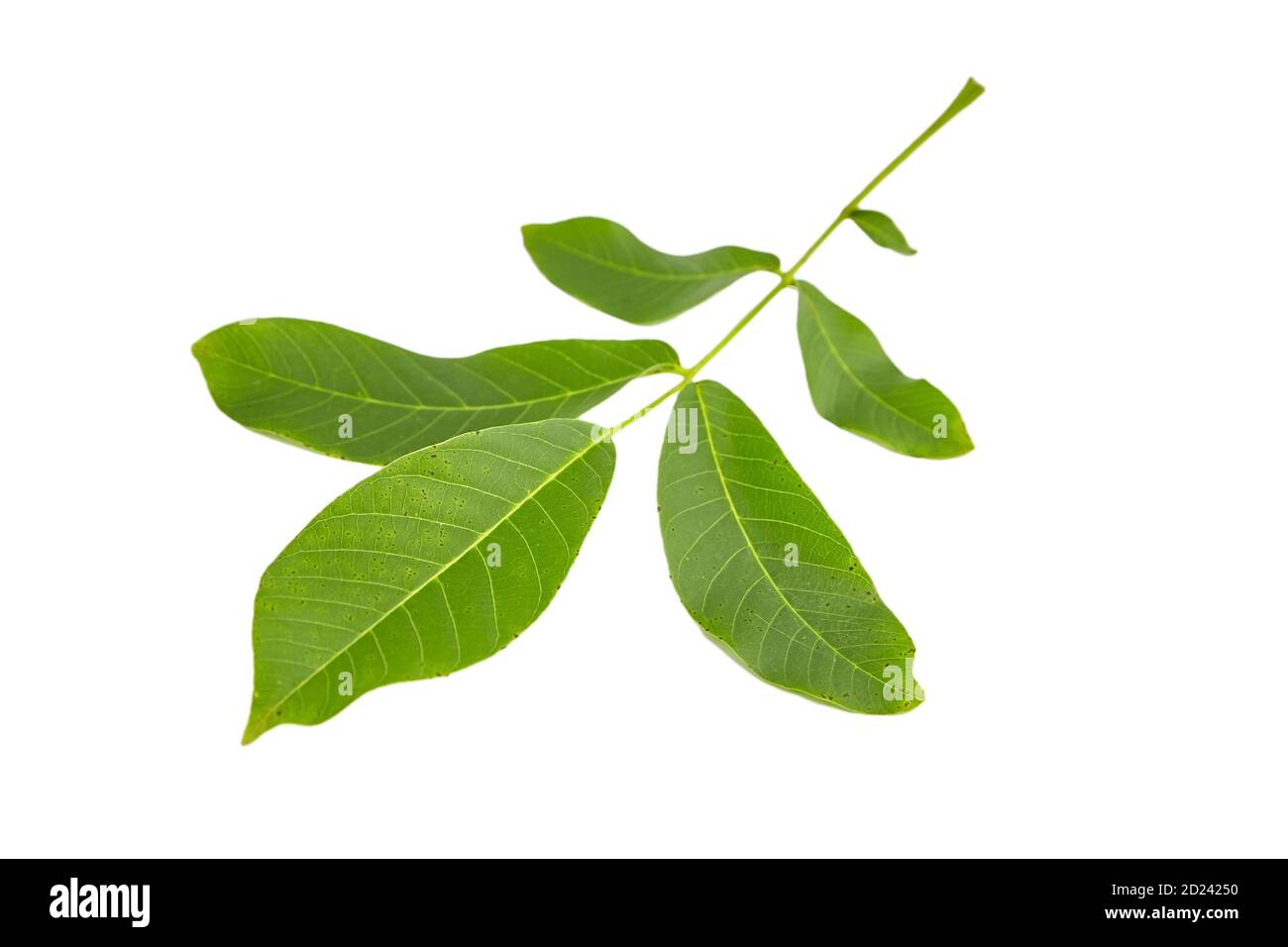 Walnut tree fresh leaf isolated on white background Stock Photo - Alamy