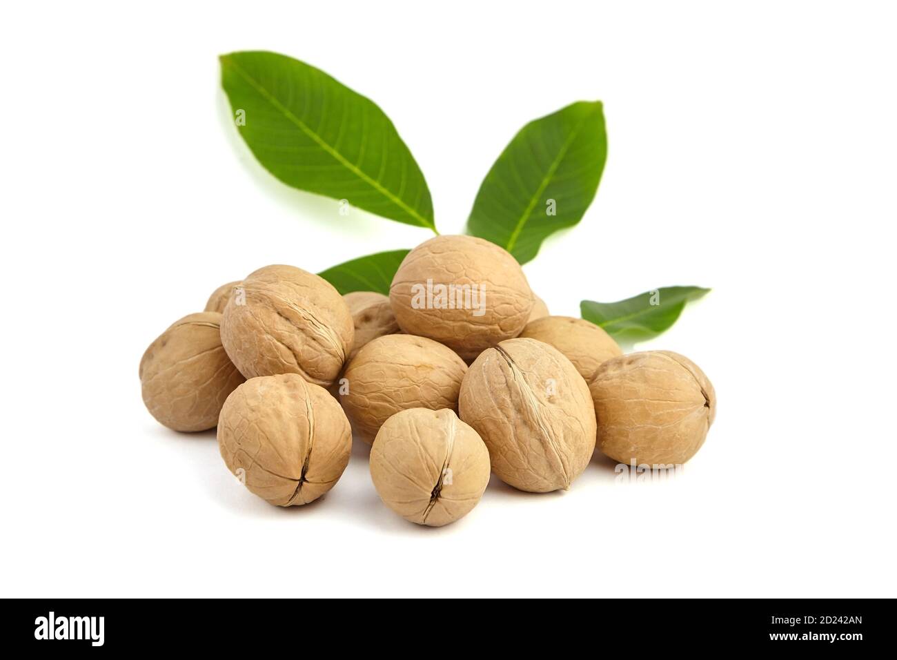 Whole walnuts heap with green walnut tree leaves isolated on white ...