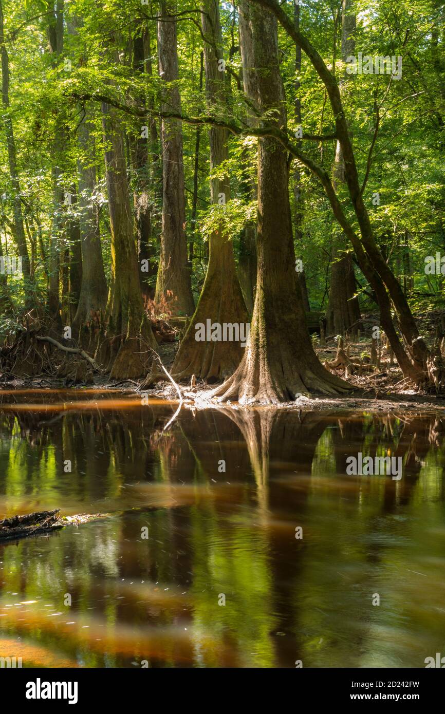 travel and landscape images in Congaree National park in South Carolina ...
