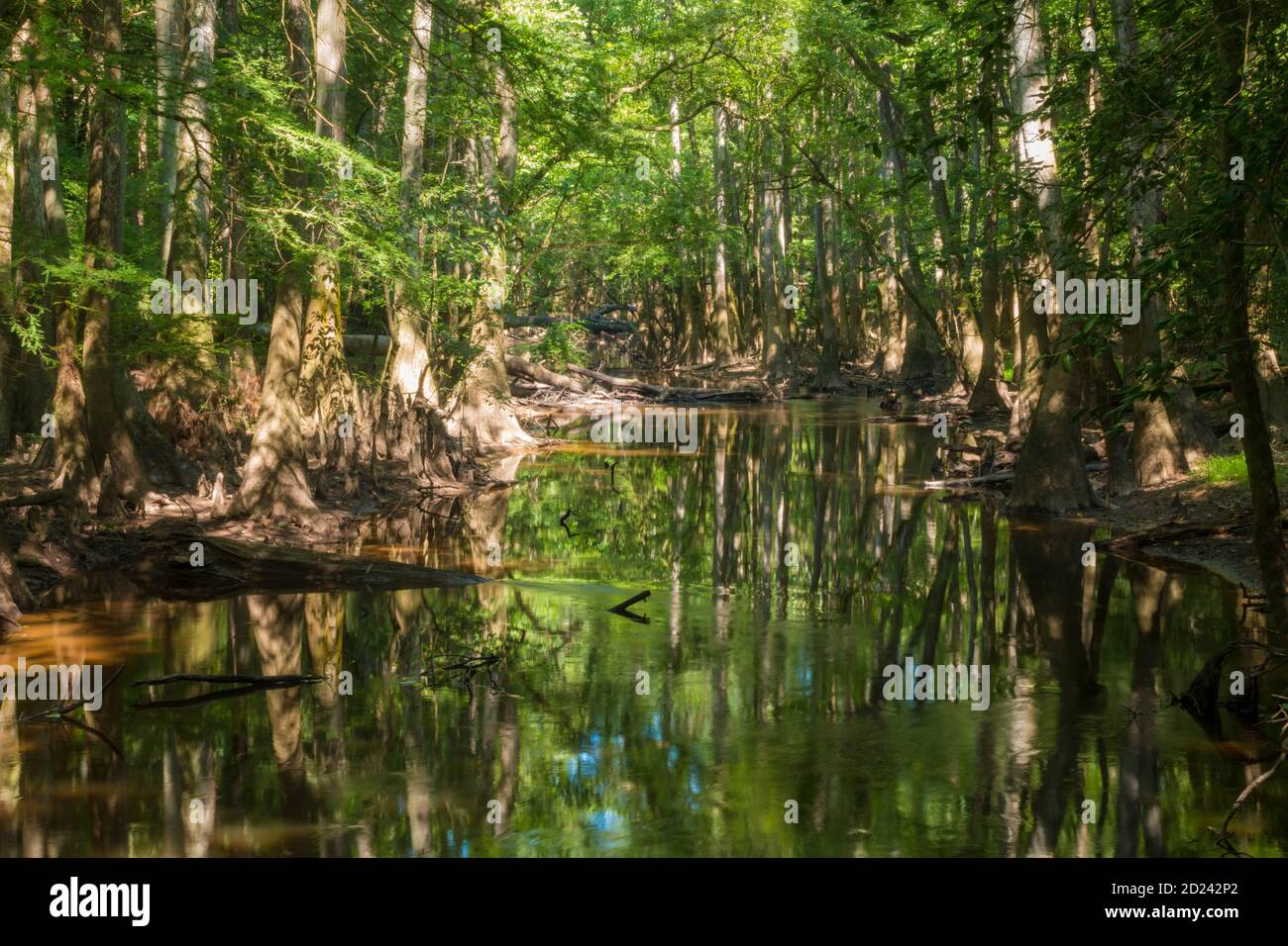 travel and landscape images in Congaree National park in South Carolina ...