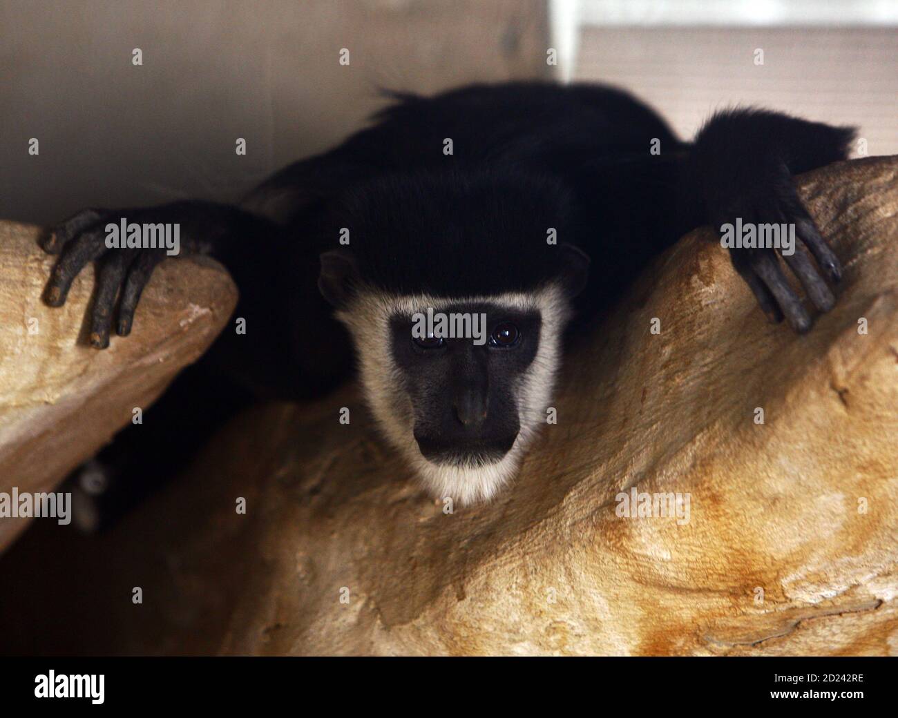 The riyadh zoo hi-res stock photography and images - Alamy