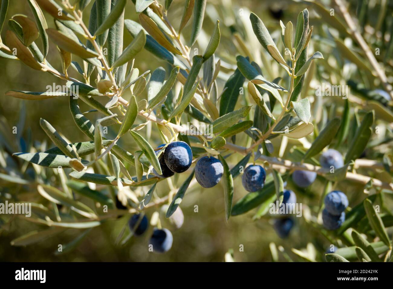 Fresh green olives hanging on hi-res stock photography and images - Alamy