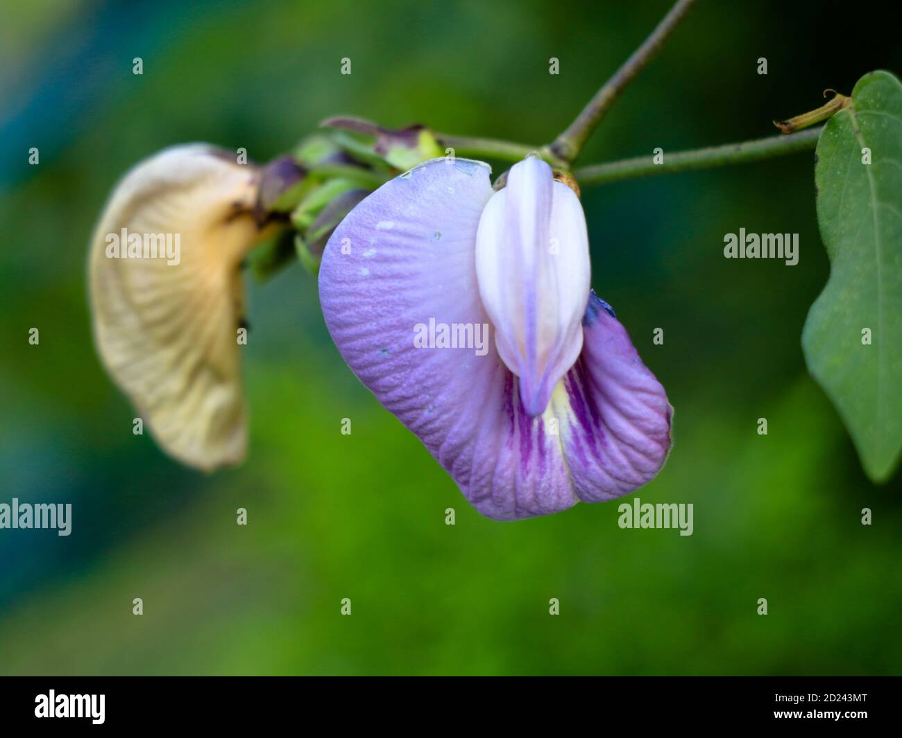 Light violet color flower of a wild pulse plant, weed plant Stock Photo ...