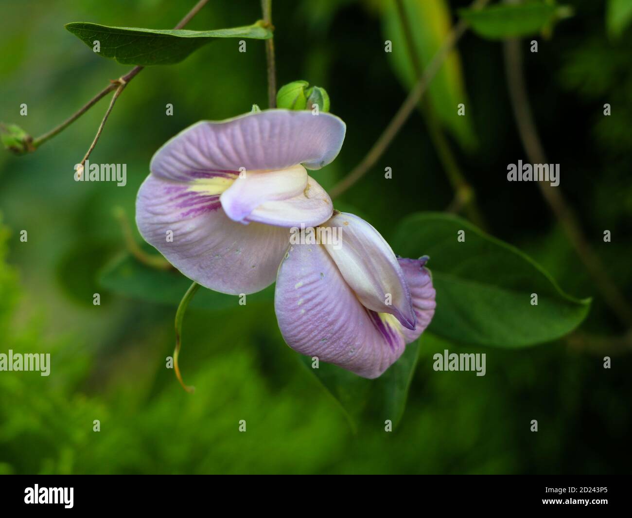 Light violet color flower of a wild pulse plant, weed plant Stock Photo ...