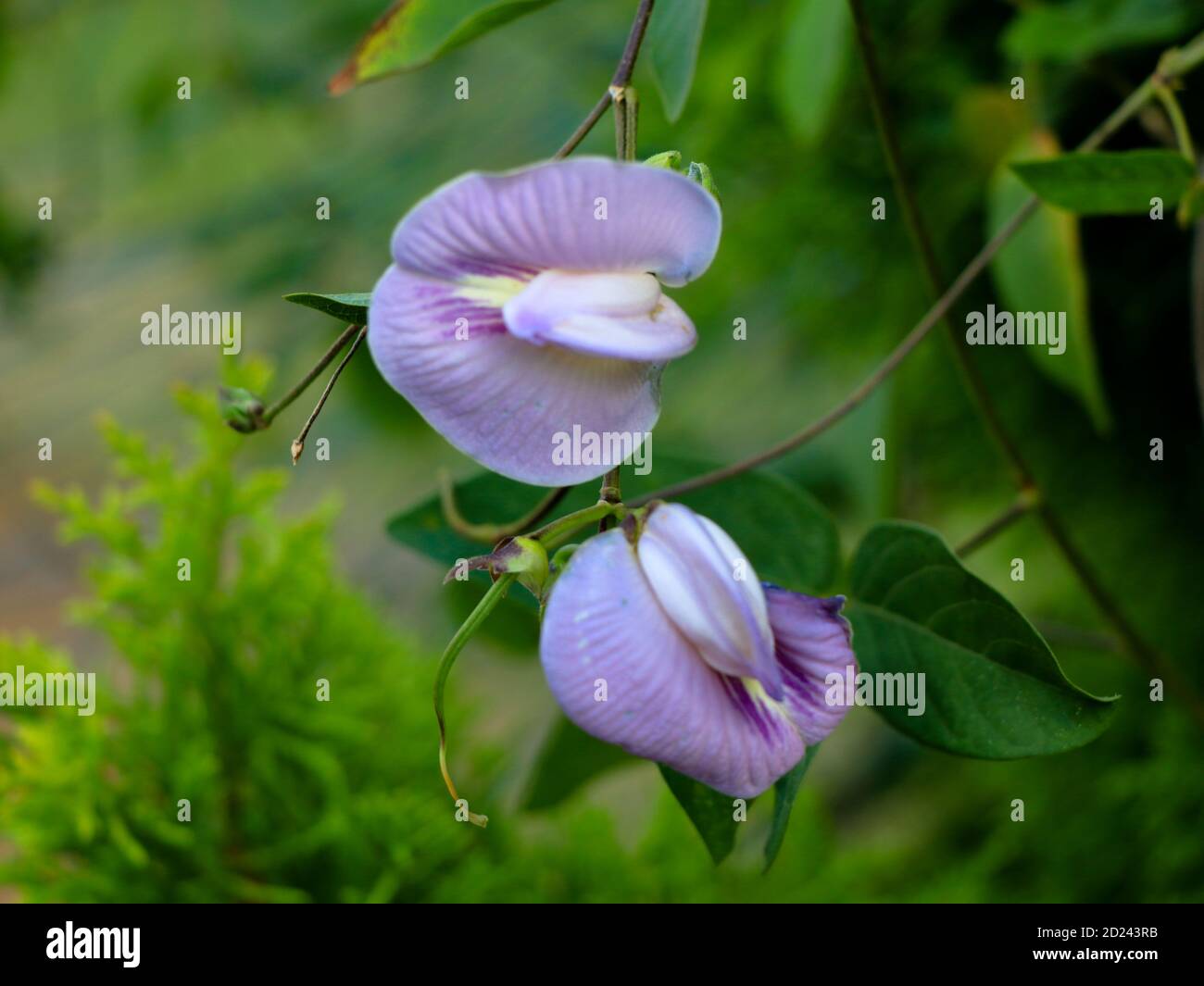 Light violet color flower of a wild pulse plant, weed plant Stock Photo ...