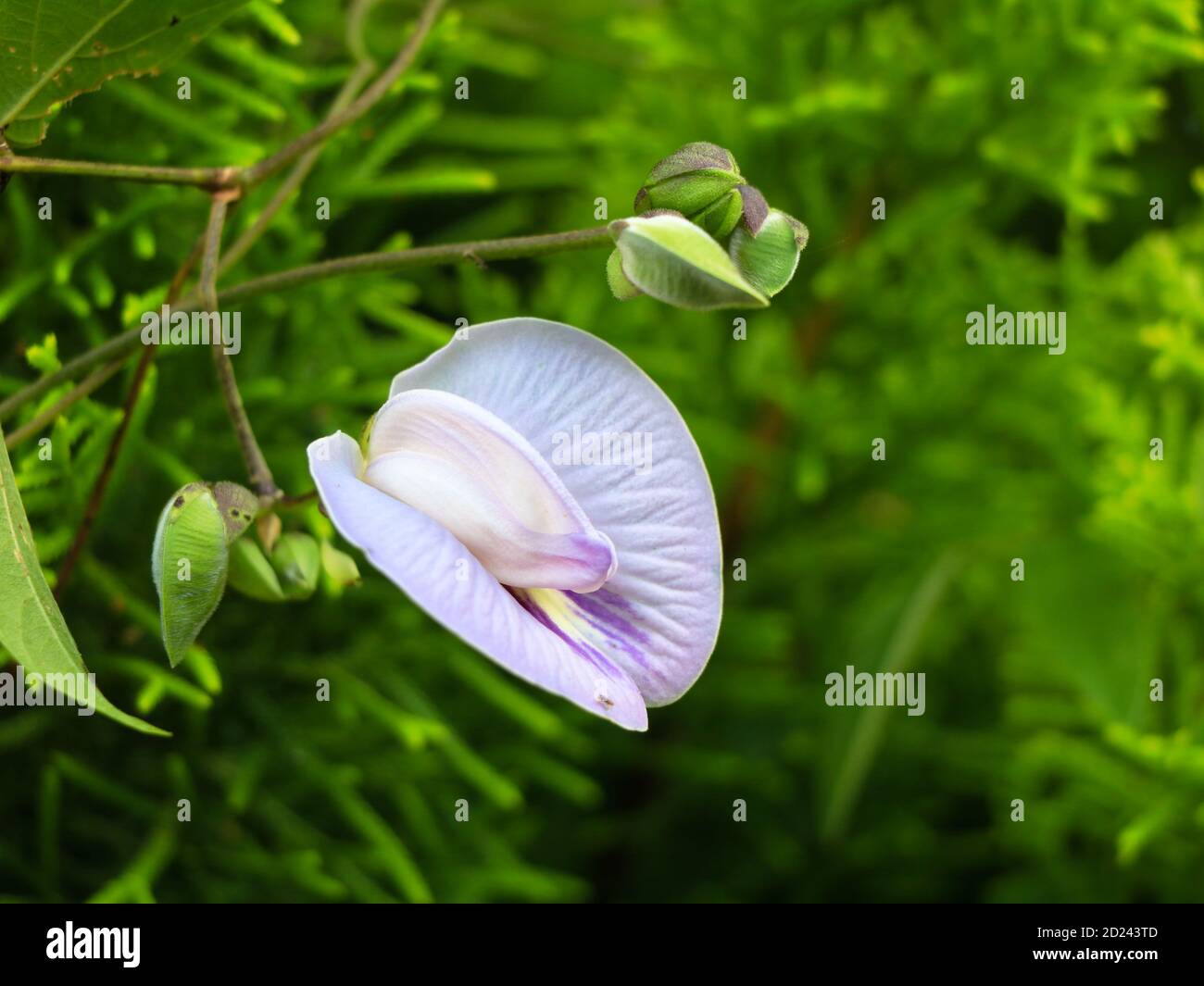 Light violet color flower of a wild pulse plant, weed plant Stock Photo ...