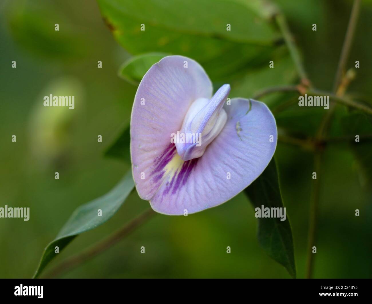 A flower is a pulse hi-res stock photography and images - Alamy