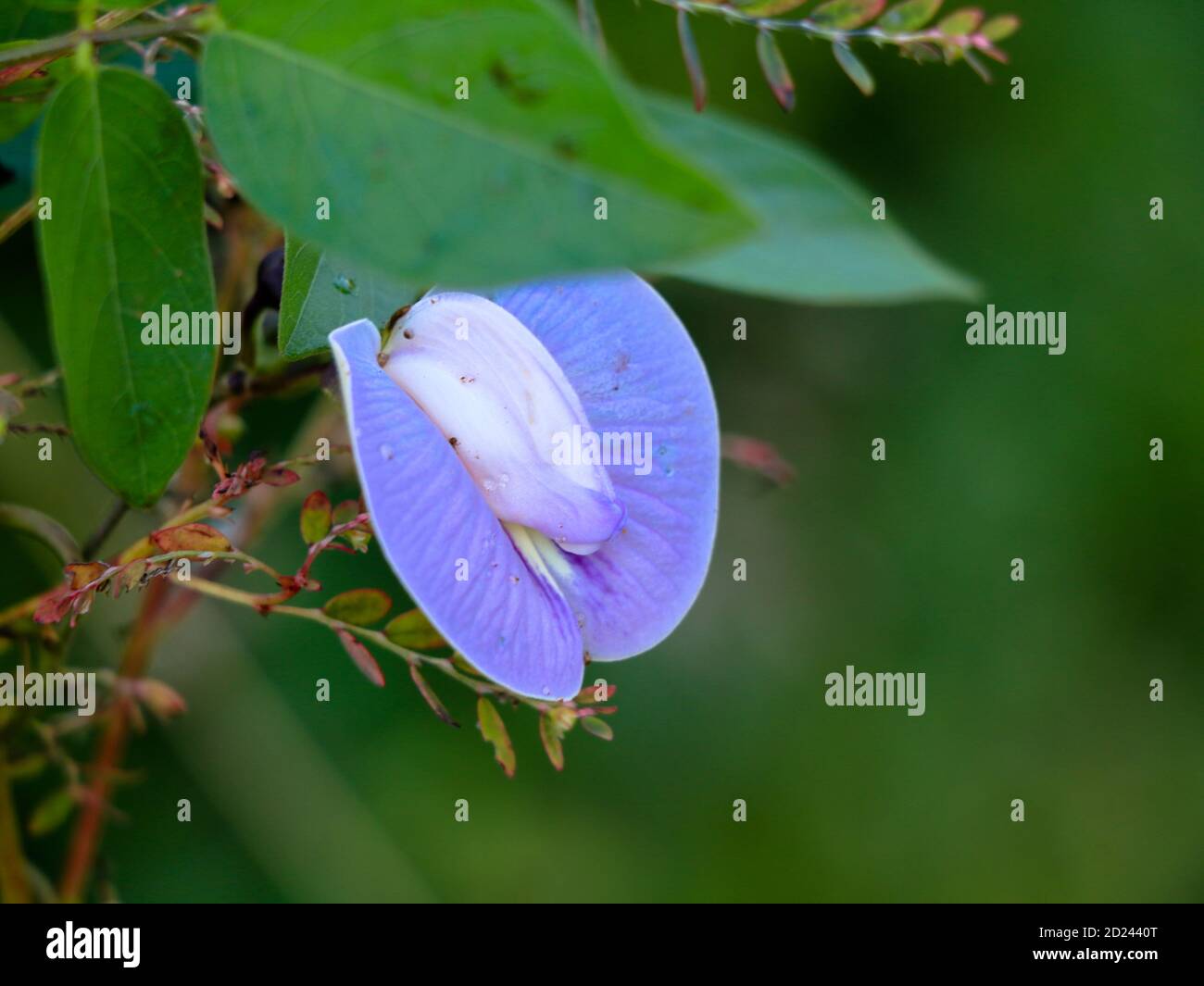 Light violet color flower of a wild pulse plant, weed plant Stock Photo ...