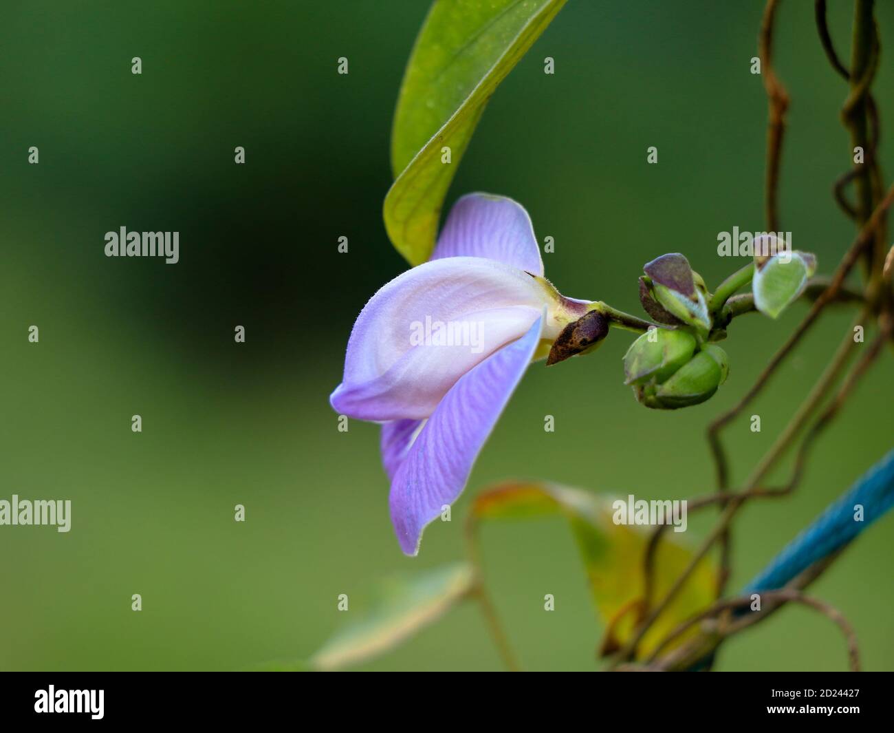 Light violet color flower of a wild pulse plant, weed plant Stock Photo ...