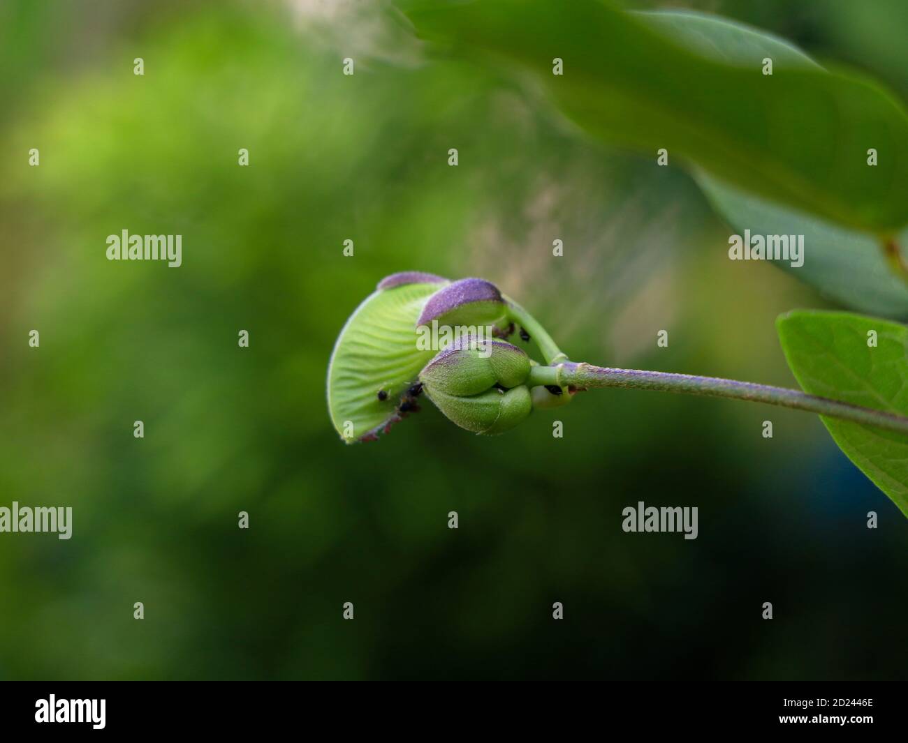 Light violet color flower of a wild pulse plant, weed plant Stock Photo ...