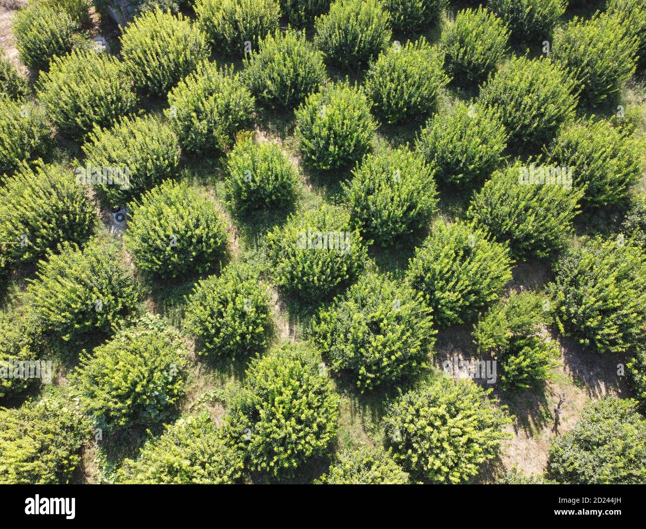 Rows of olive trees. Olive grove aerial view Stock Photo - Alamy