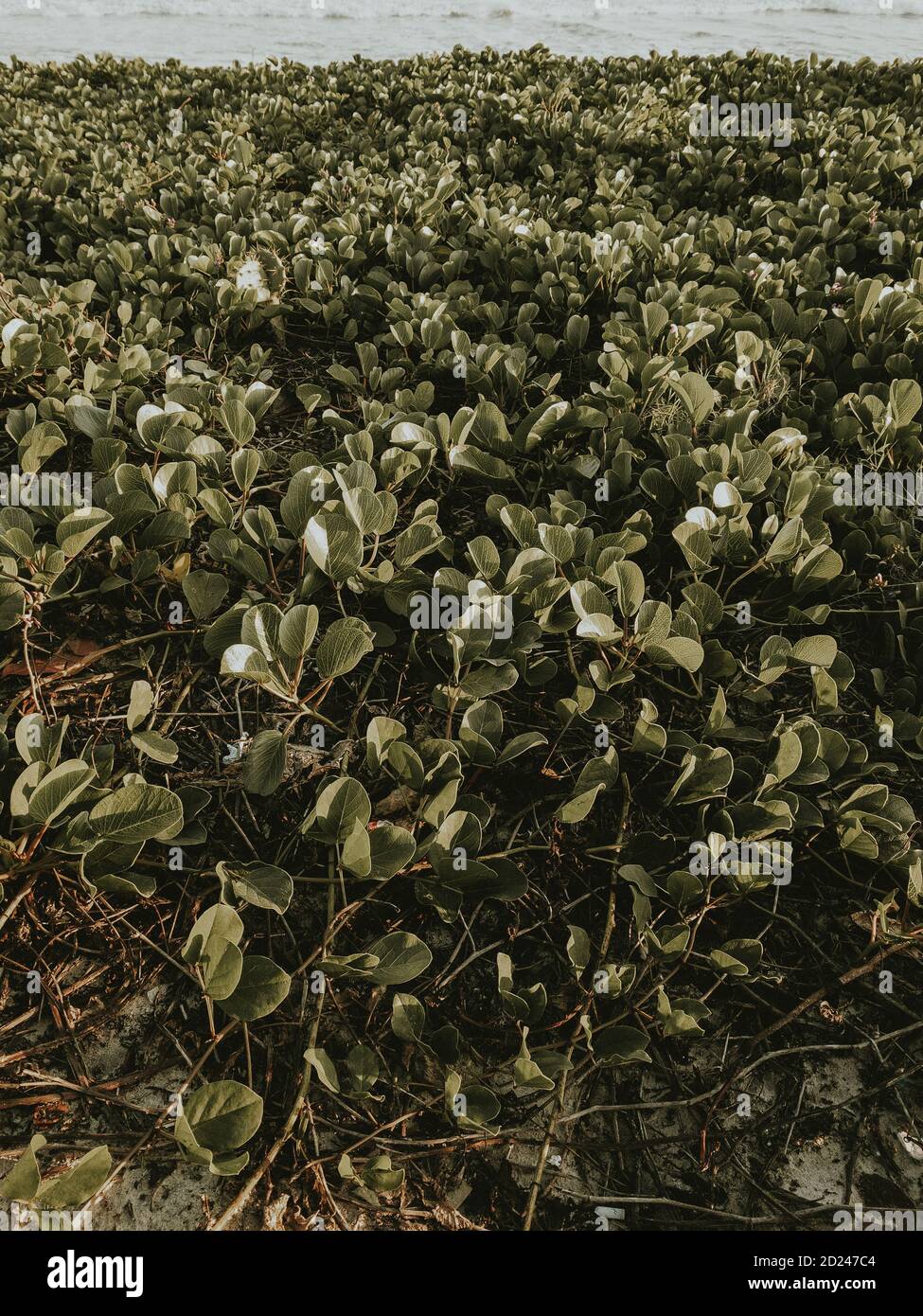 Beautiful landscape shot of the tropical plants on a beach in Rio de ...
