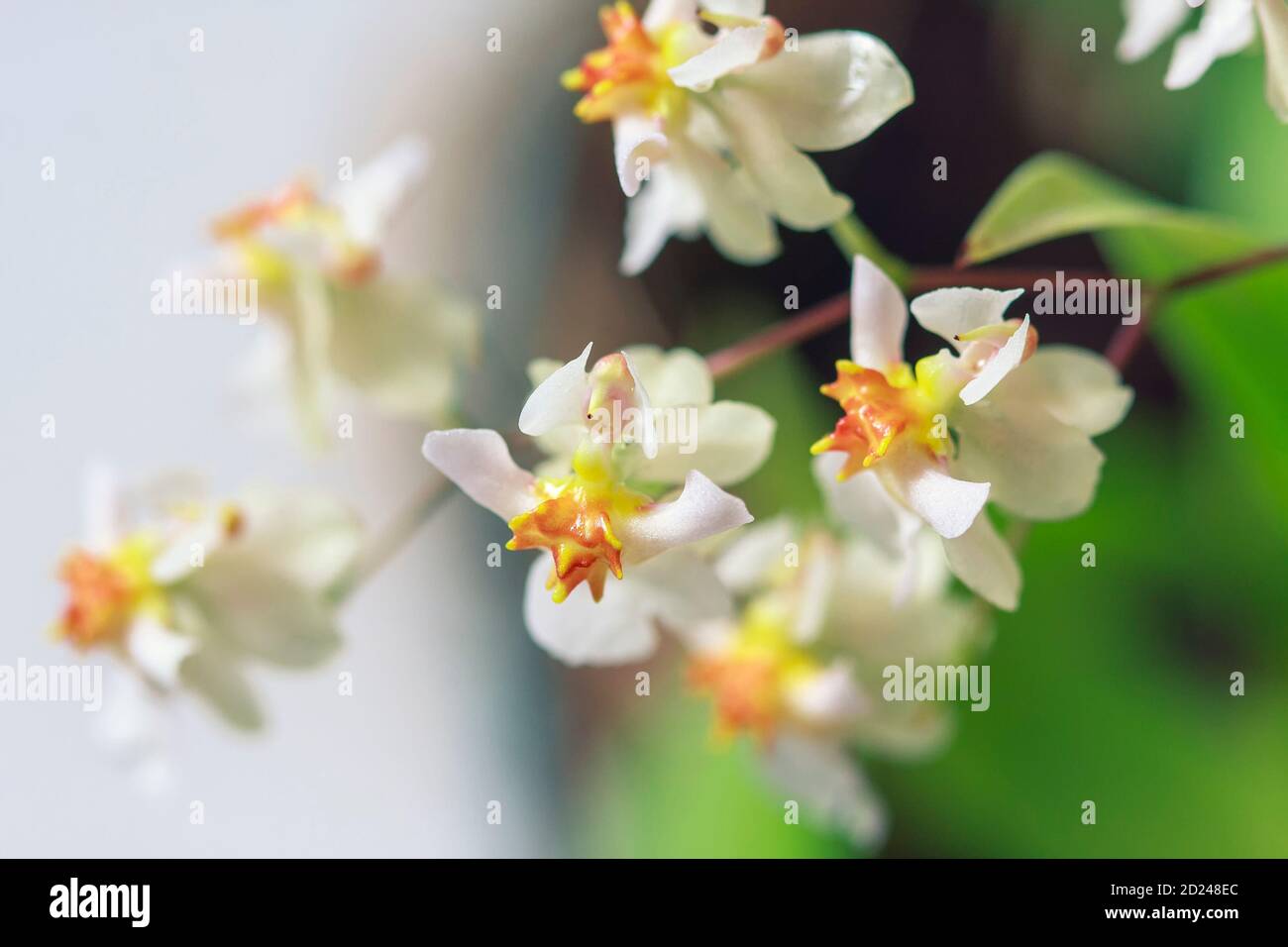 Beautiful closeup of an orchid White Oncidium Twinkle mini orchid Stock ...