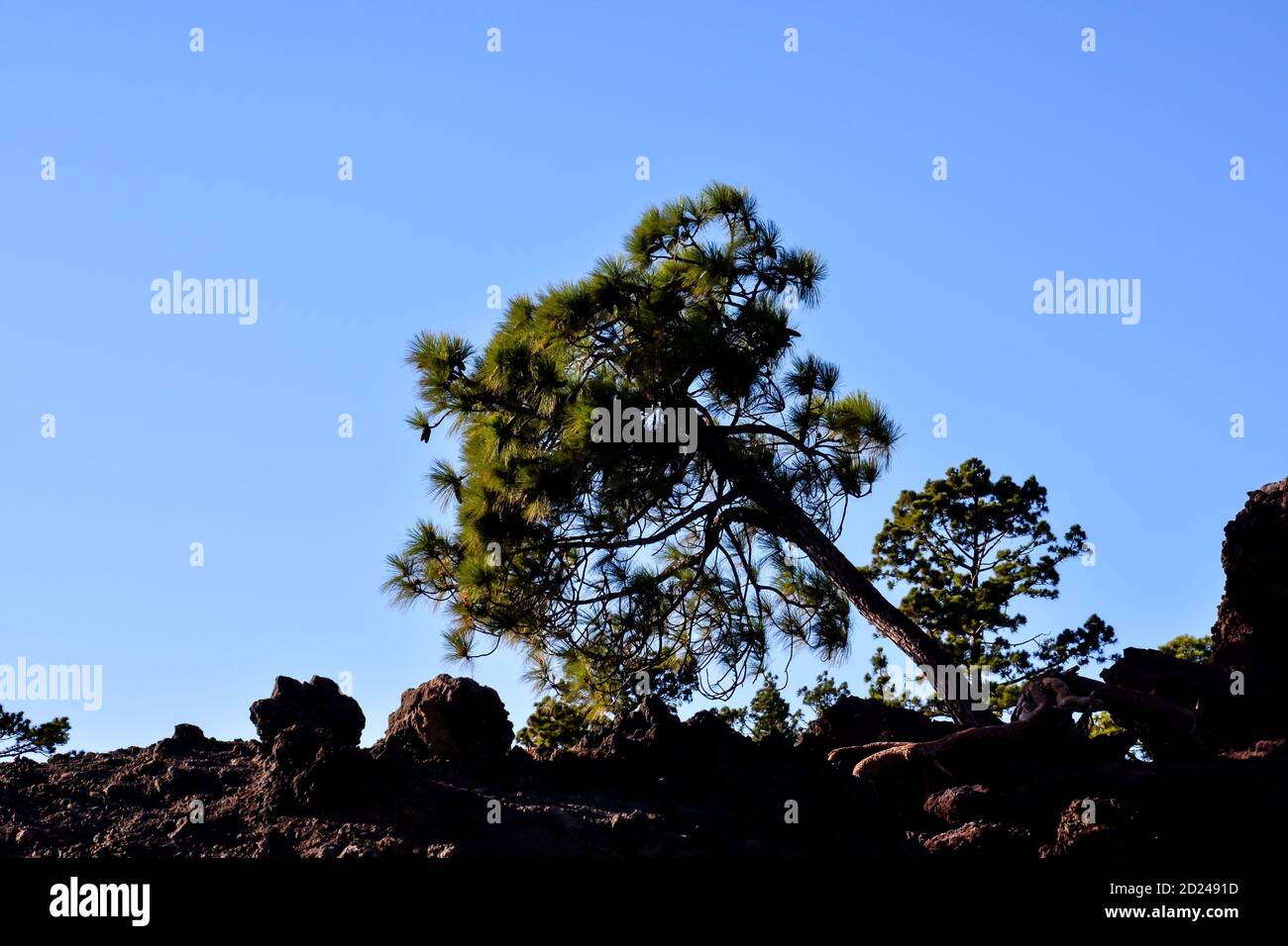 Pine Tree View Stock Photo - Alamy