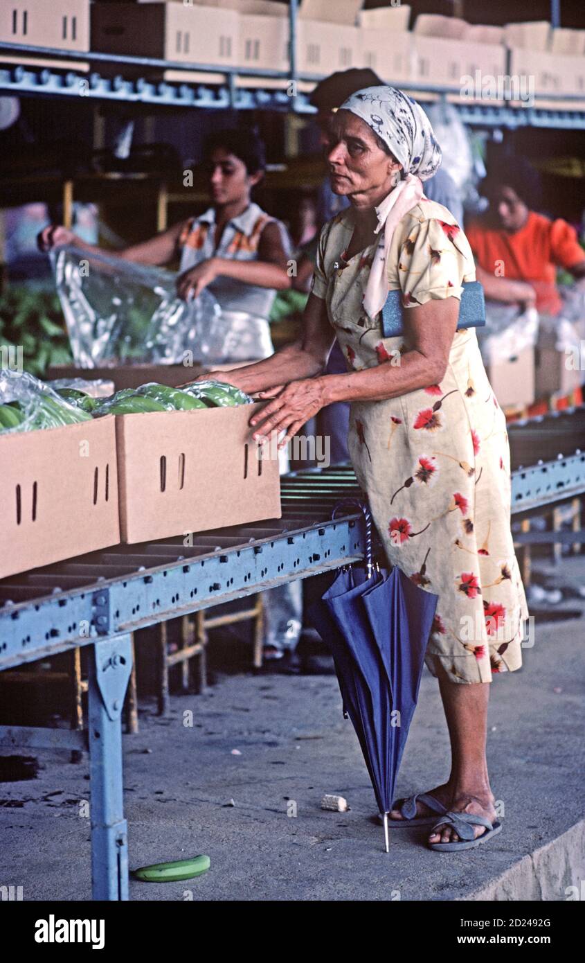 Banana plantation worker packing bananas, Isletas, Honduras, Central ...