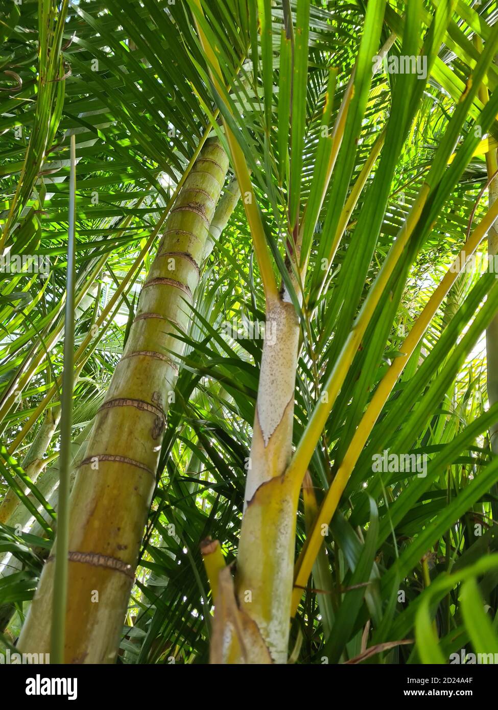 Vertical low angle shot of bamboo trees with branches grown in a ...