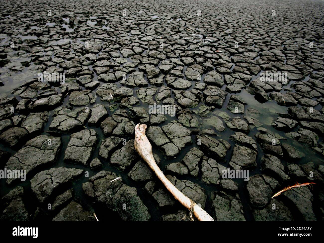 Dead Flamingo High Resolution Stock Photography and Images - Alamy