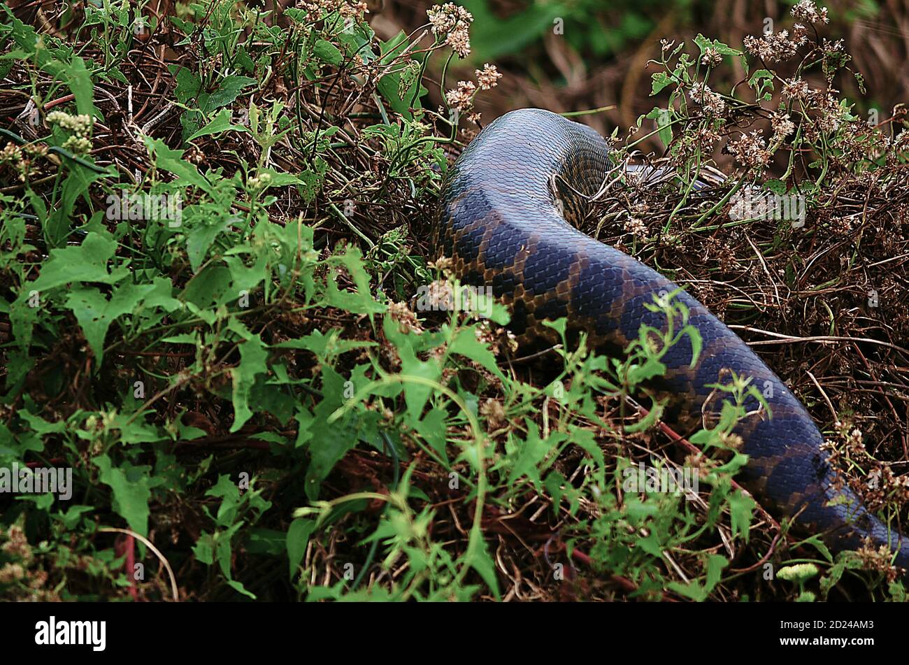 Closeup shot of a snake crawling in vegetation Stock Photo - Alamy