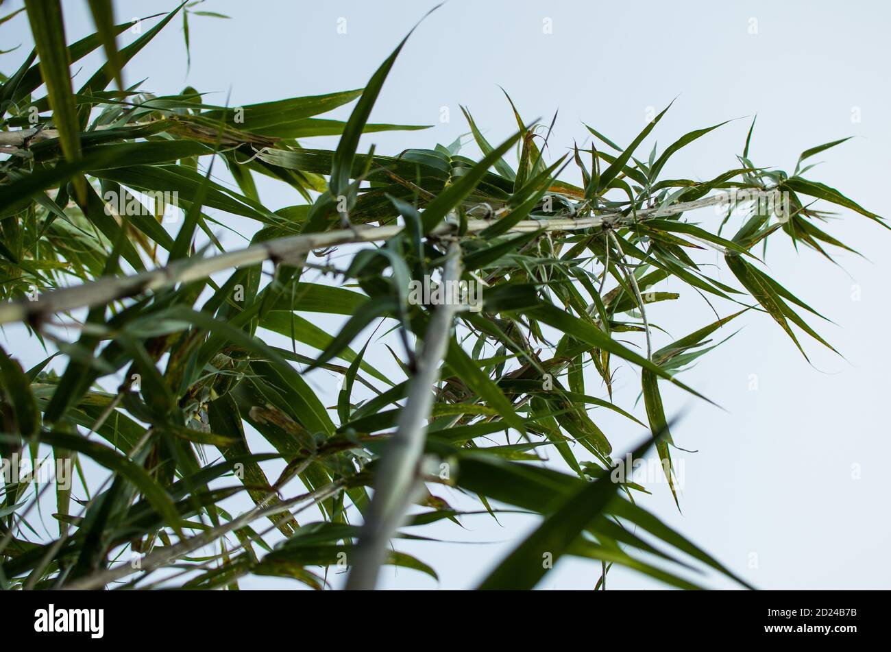 Low angle shot of bush branches that extend to the sky Stock Photo - Alamy